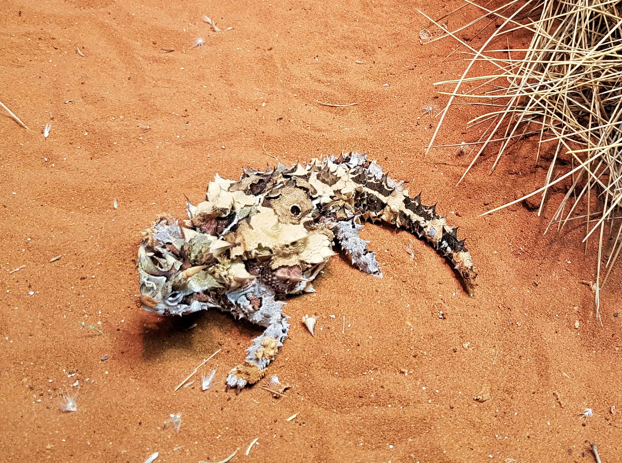 Thorny Devil – Ausemade