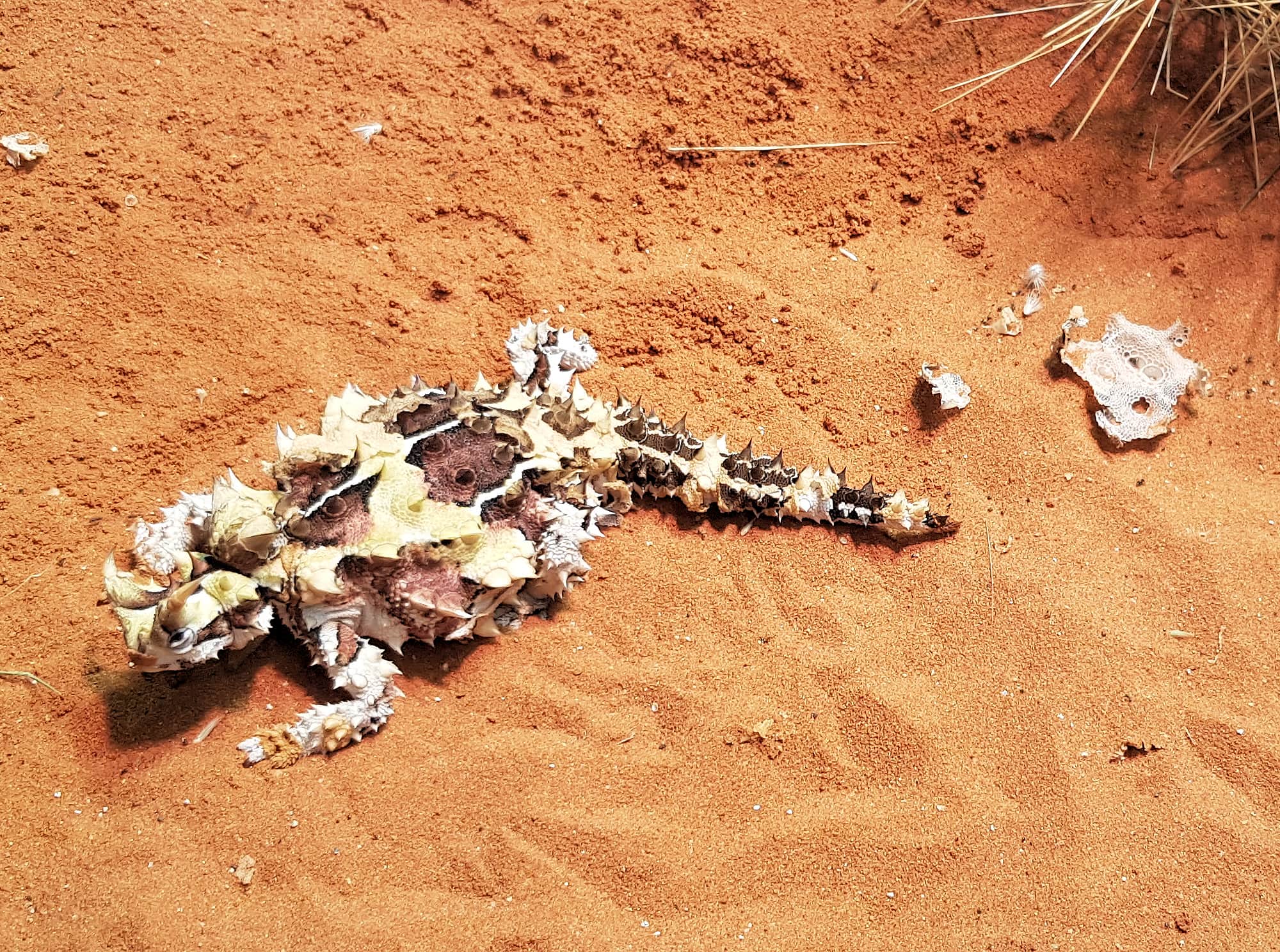 ASDP Thorny Devil – Ausemade