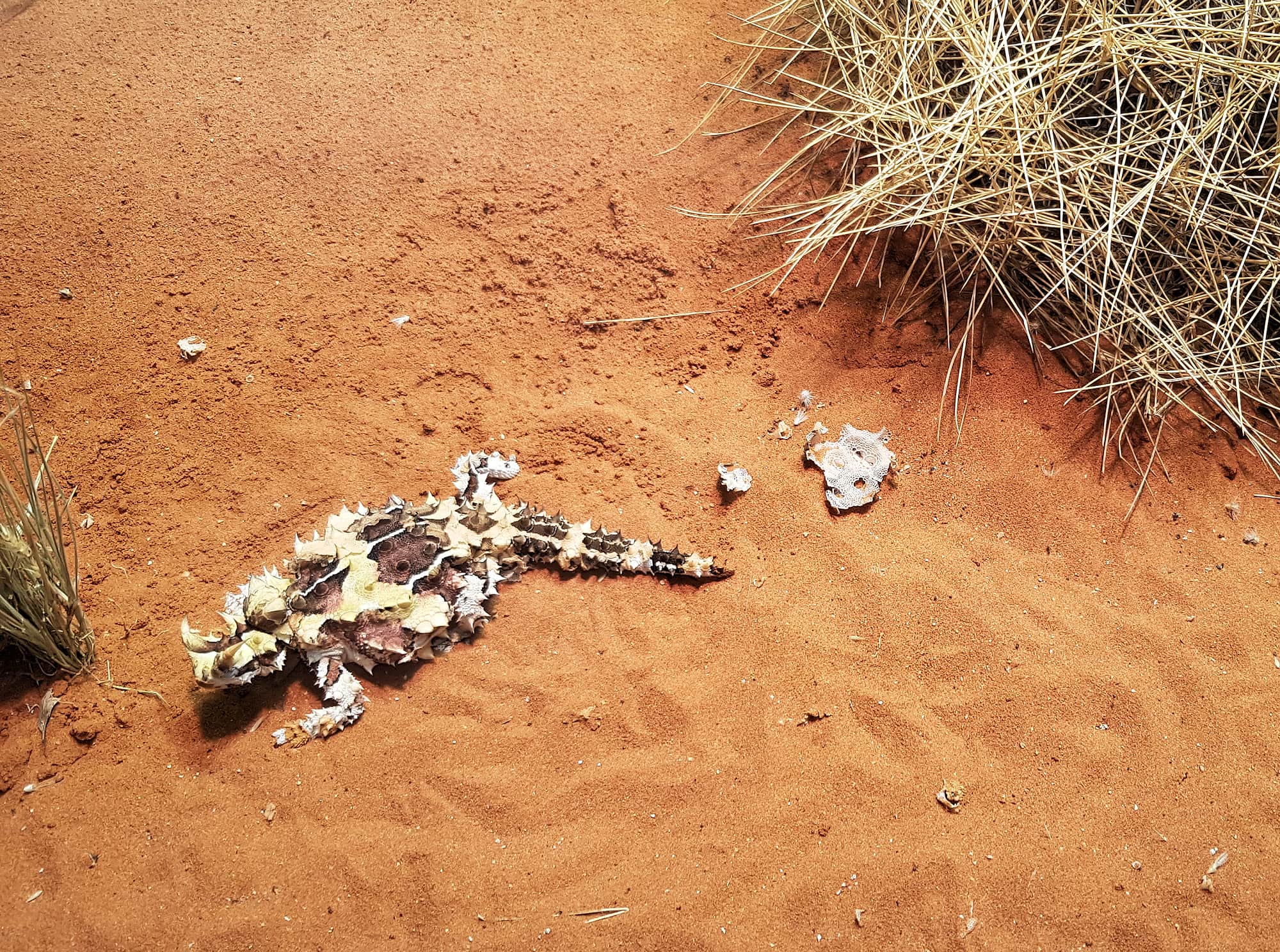 ASDP Thorny Devil – Ausemade