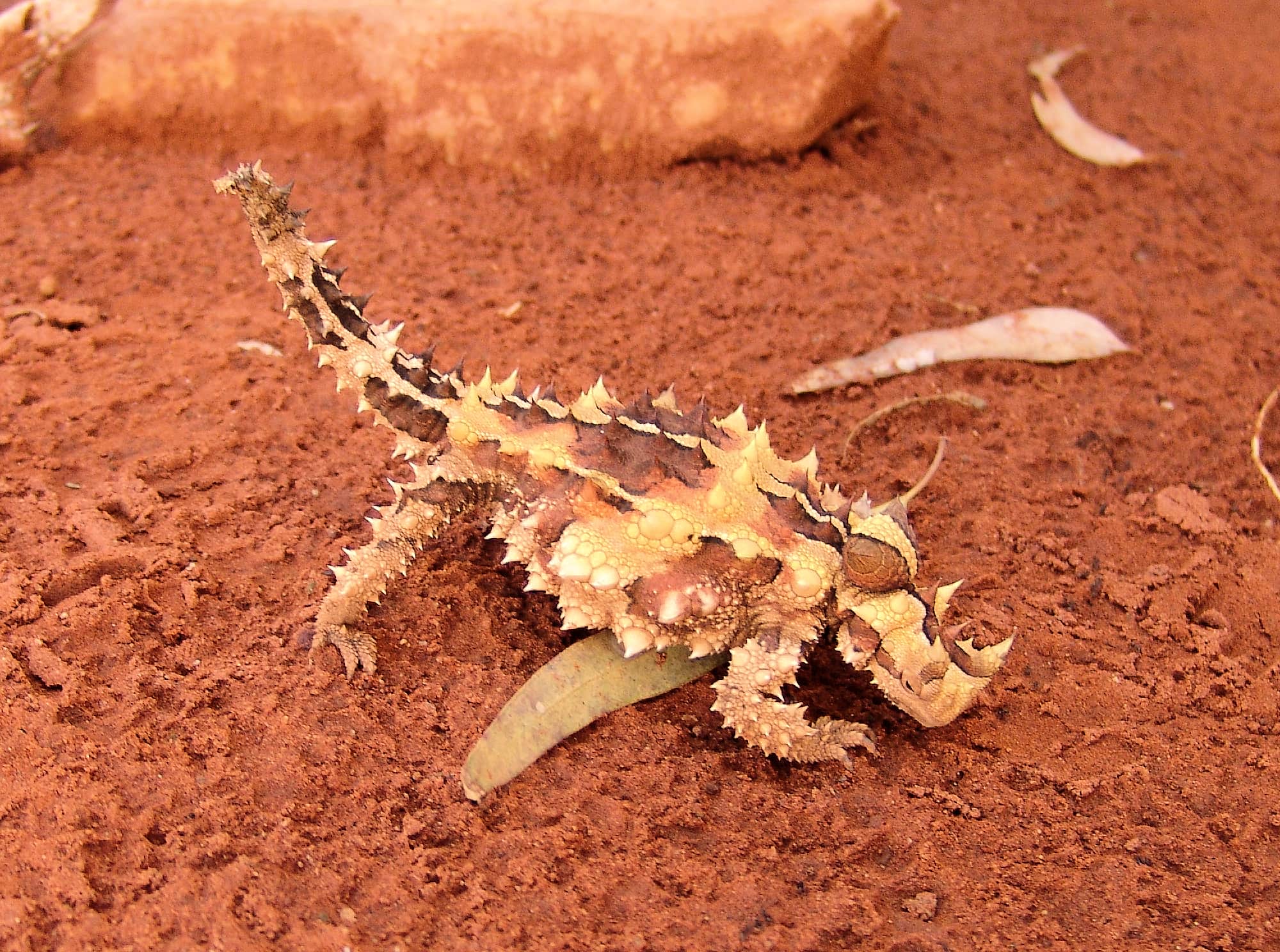 Thorny Devil – Ausemade