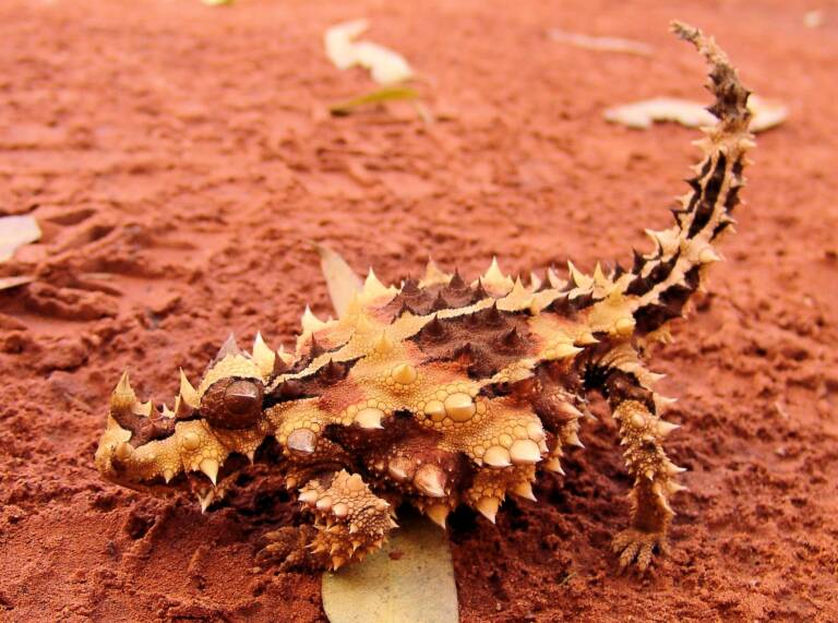 Thorny Devil – Ausemade