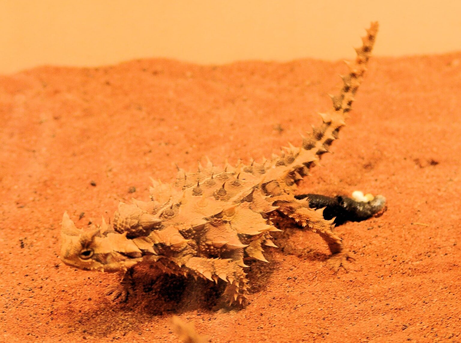 Thorny Devil – Ausemade