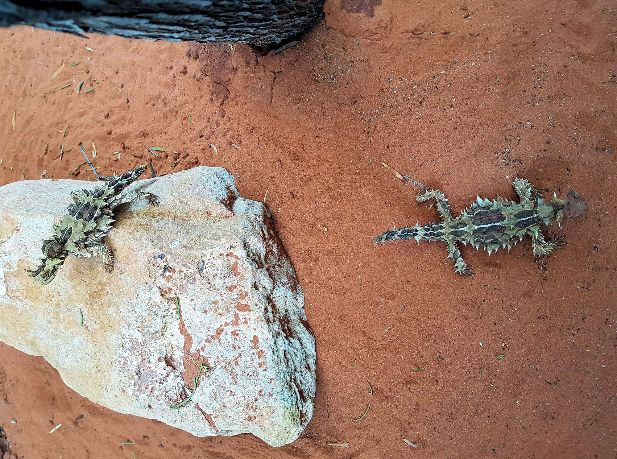 Thorny Devil – Ausemade