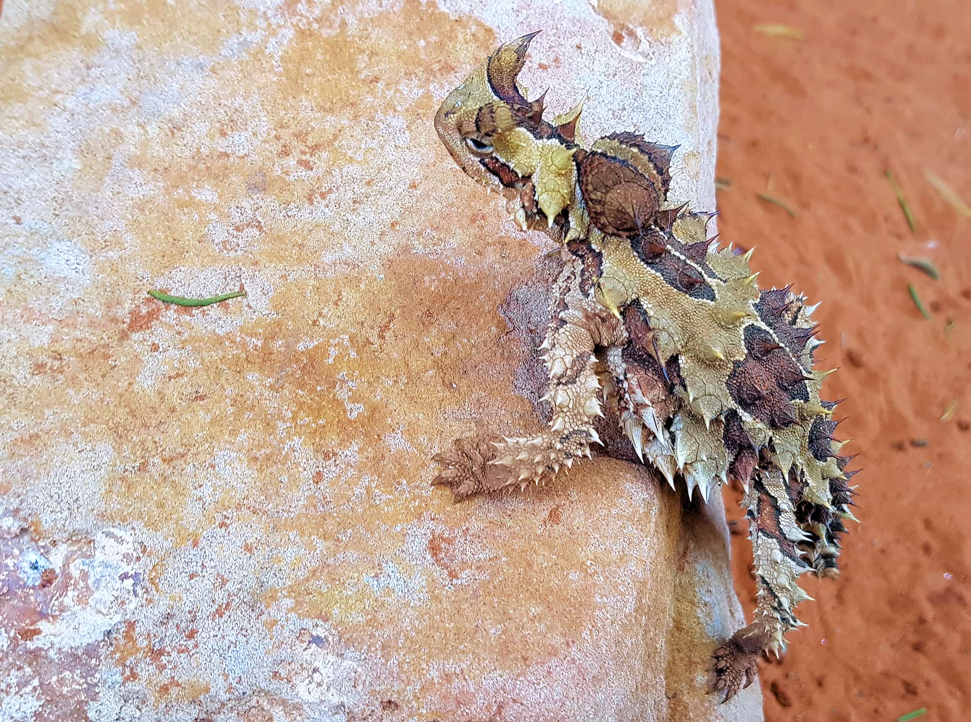 Thorny Devil – Ausemade