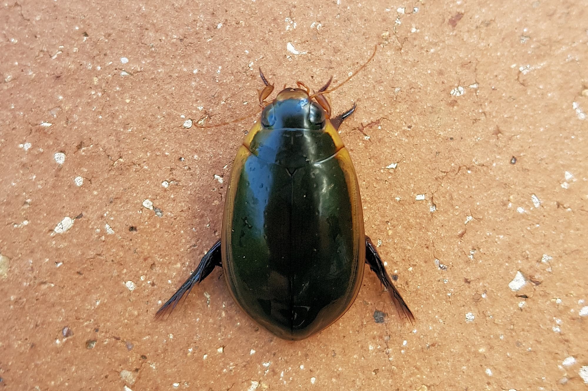 Cybister tripunctatus (Three-punctured Diving Beetle) – Ausemade