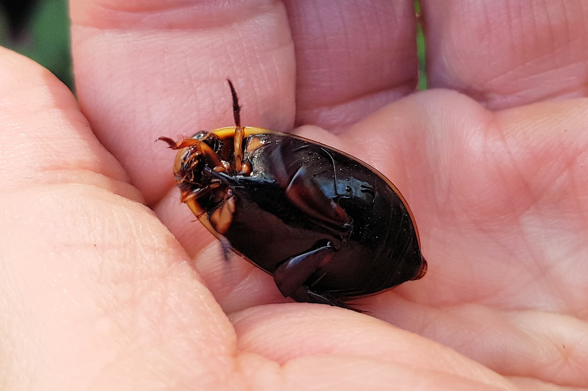 Cybister tripunctatus (Three-punctured Diving Beetle) – Ausemade