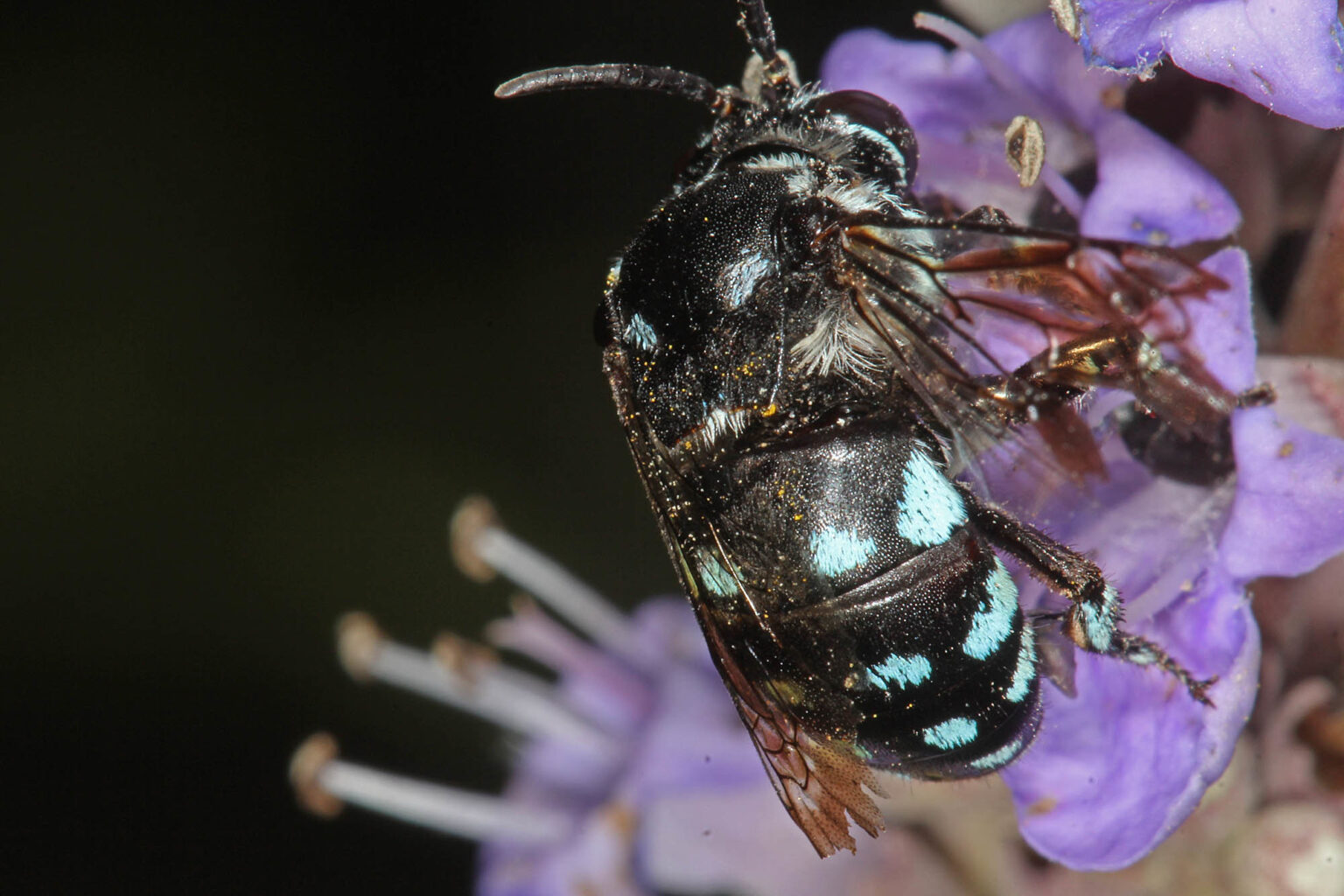 Thyreus caeruleopunctatus – Ausemade