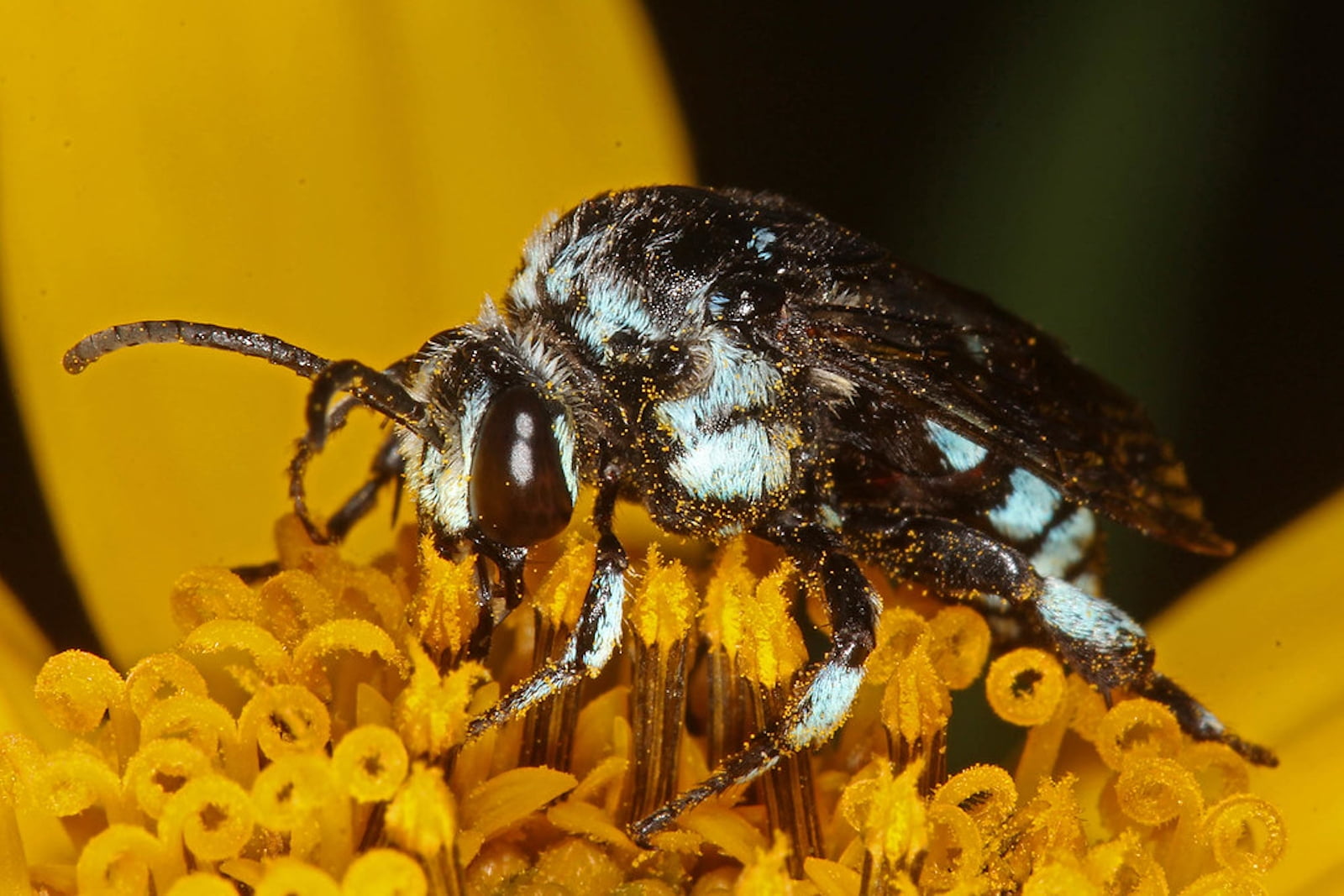 Thyreus caeruleopunctatus – Ausemade