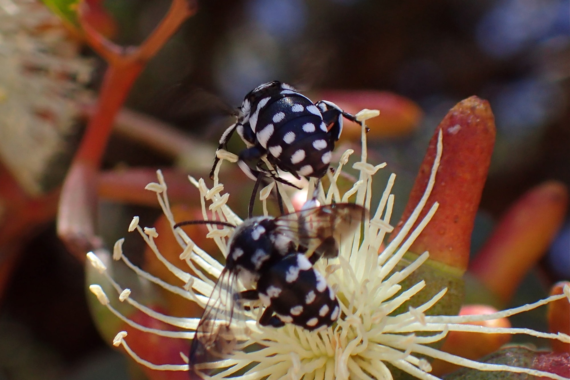 Thyreus waroonensis – Ausemade
