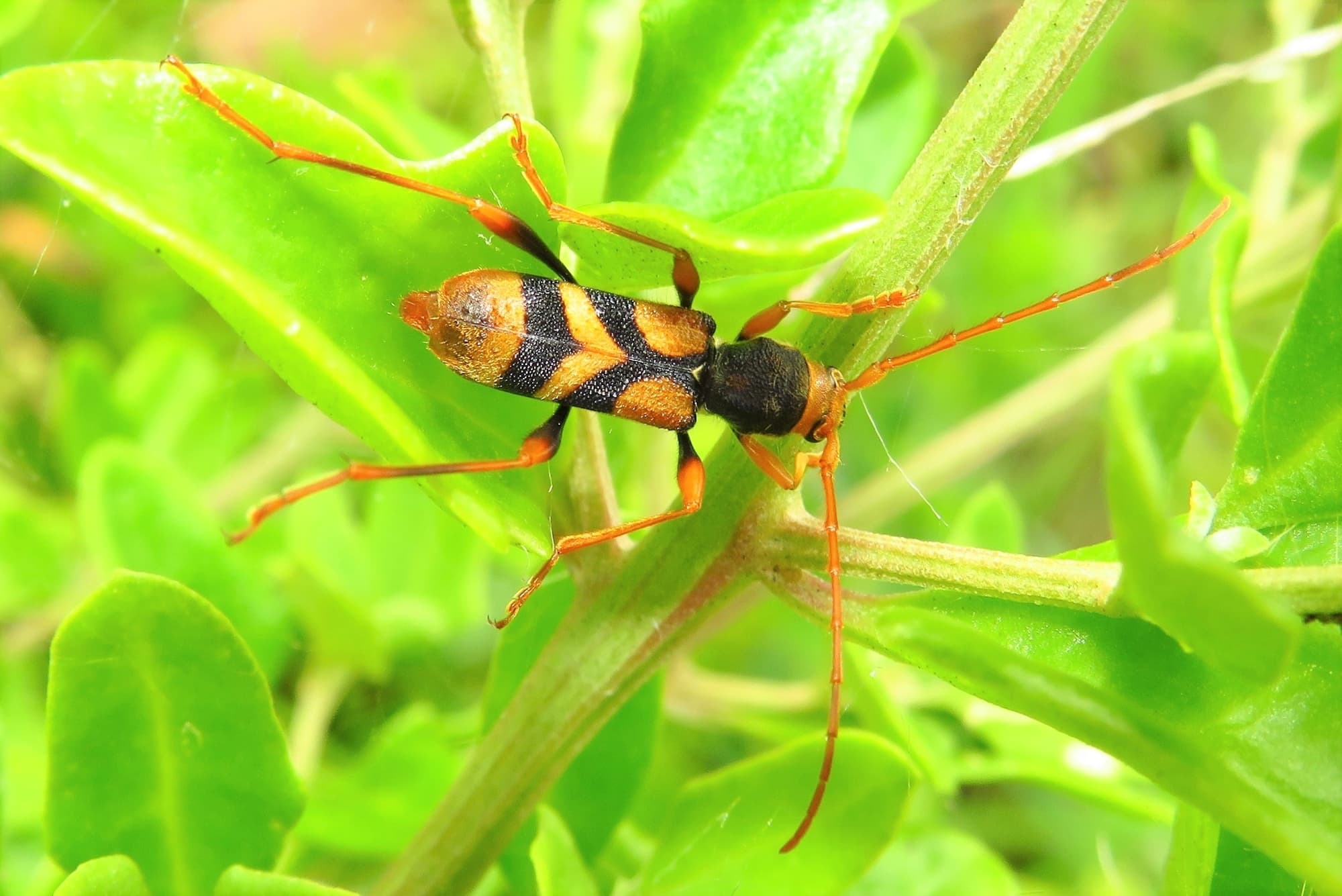 Aridaeus thoracicus – Ausemade
