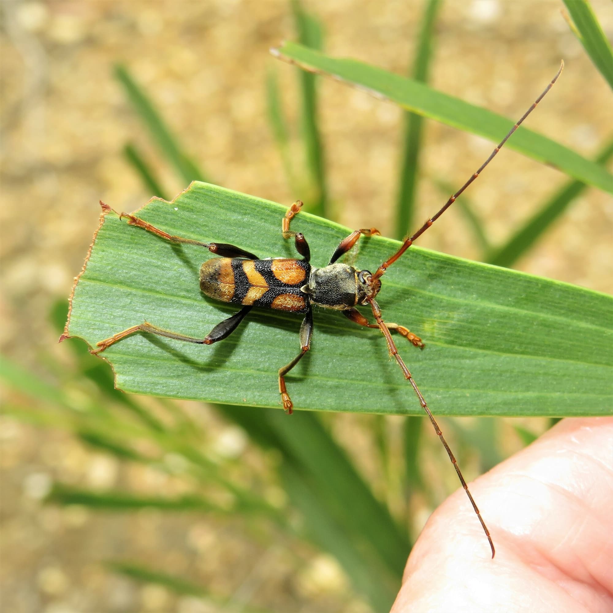 Aridaeus thoracicus – Ausemade