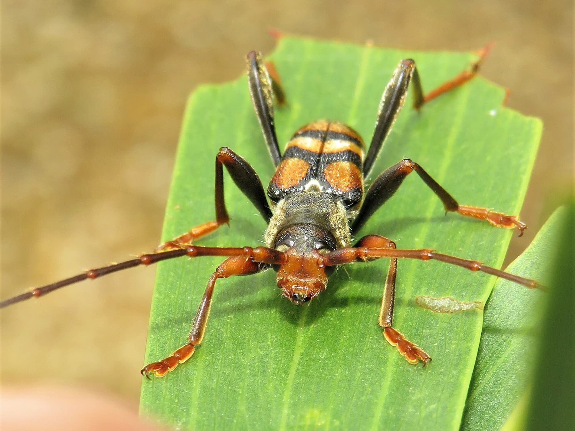Aridaeus thoracicus – Ausemade