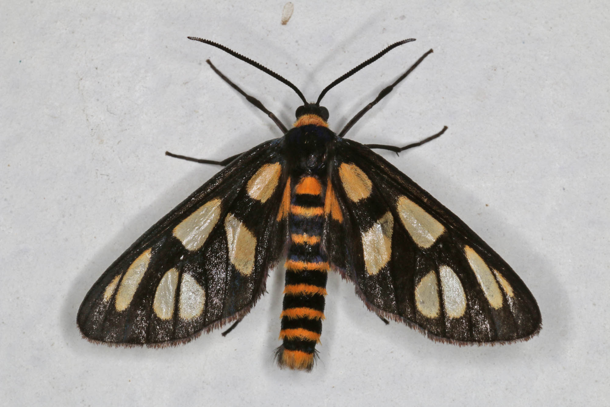 Amata trigonophora (Tiger Moth) – Ausemade