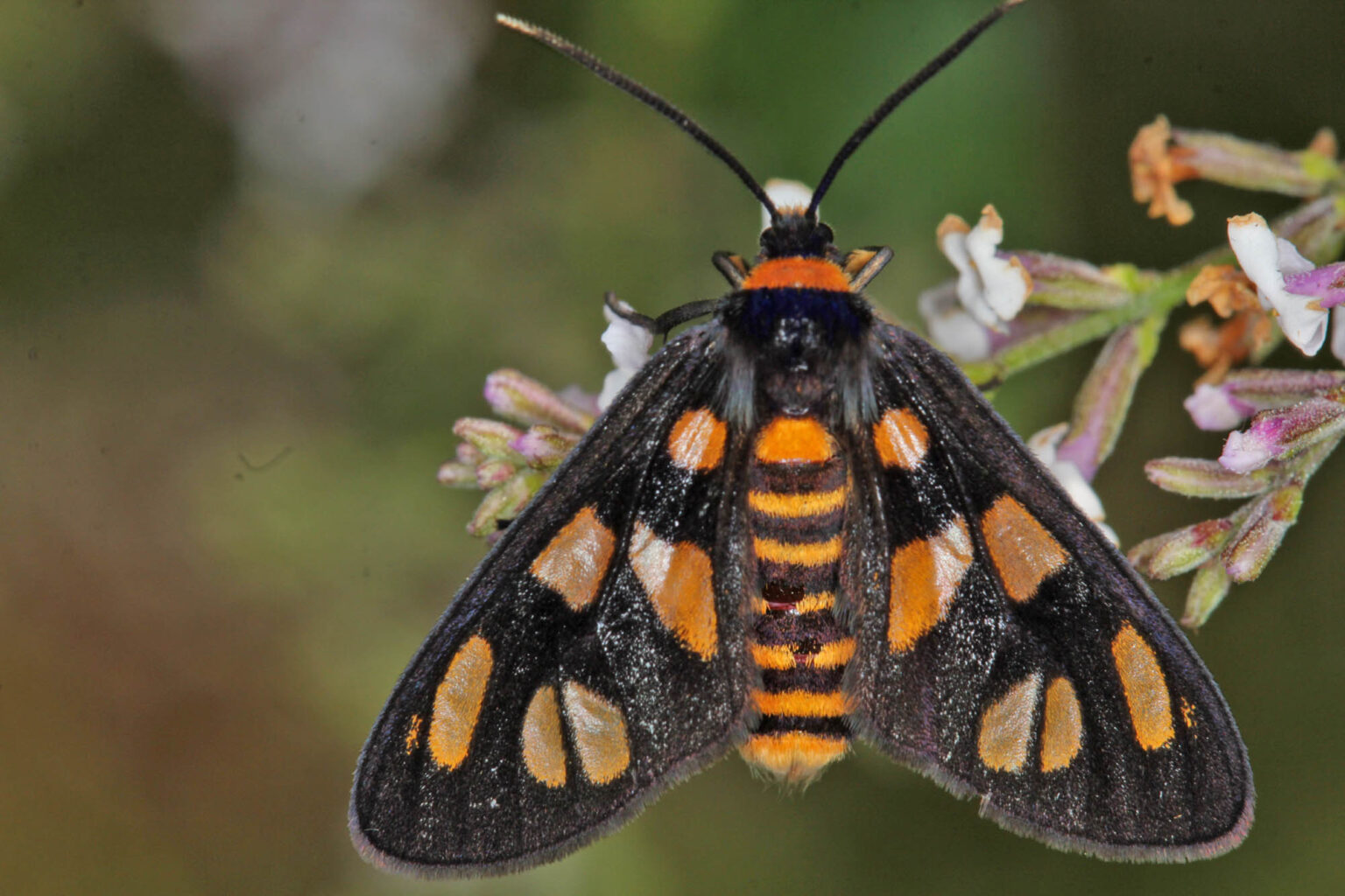 Amata trigonophora (Tiger Moth) – Ausemade