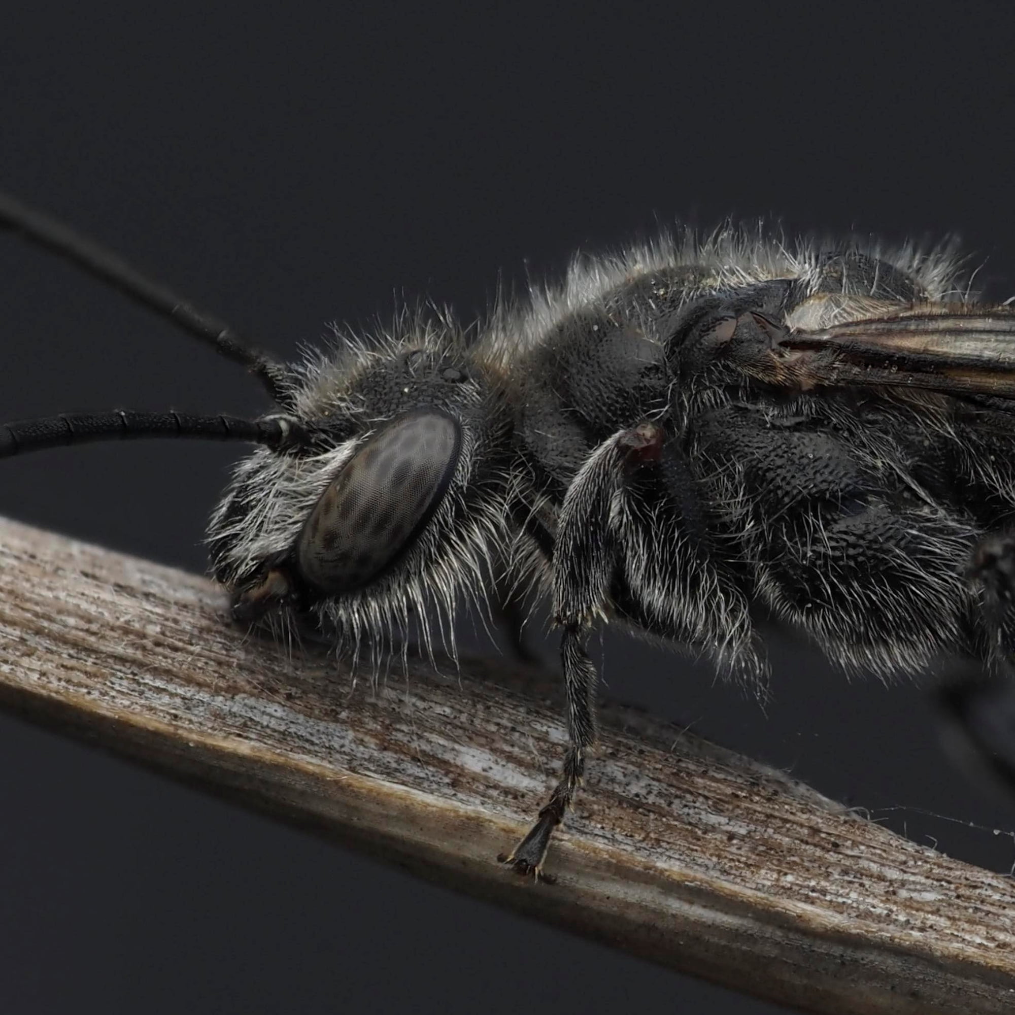 Tiphiid Flower Wasp (family Tiphiidae) – Ausemade