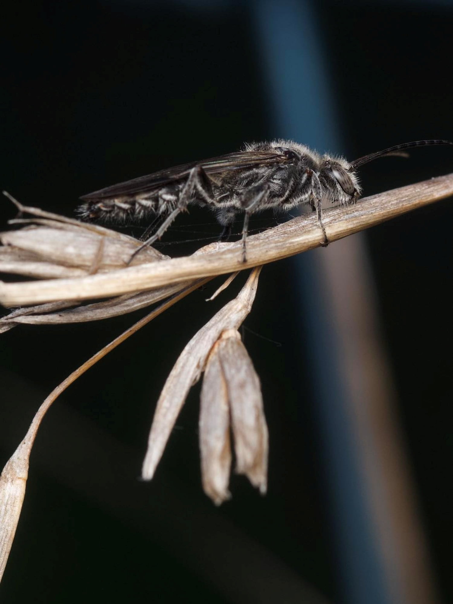 Tiphiid Flower Wasp (family Tiphiidae) – Ausemade