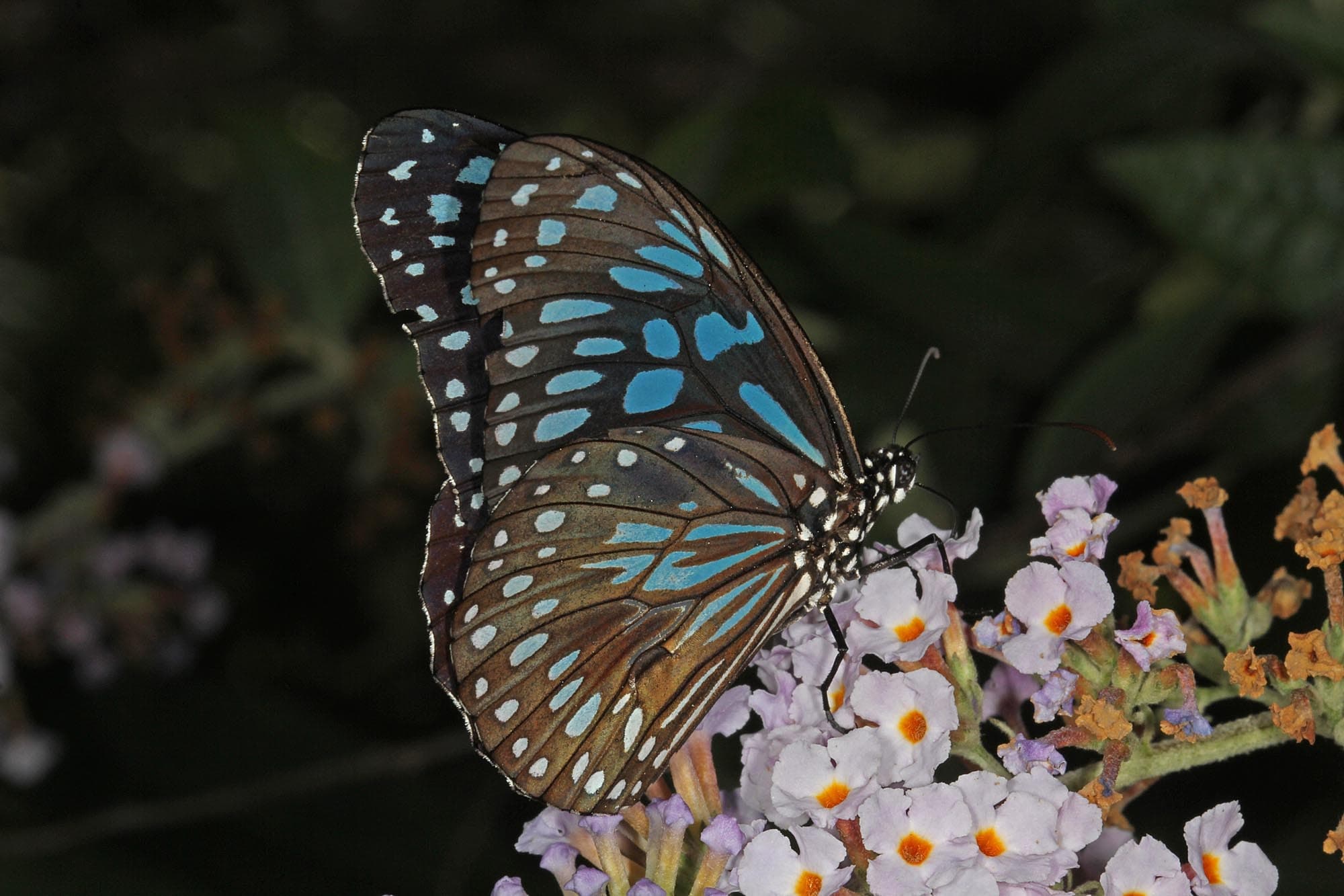 Tirumala hamata (Blue Tiger) – Ausemade