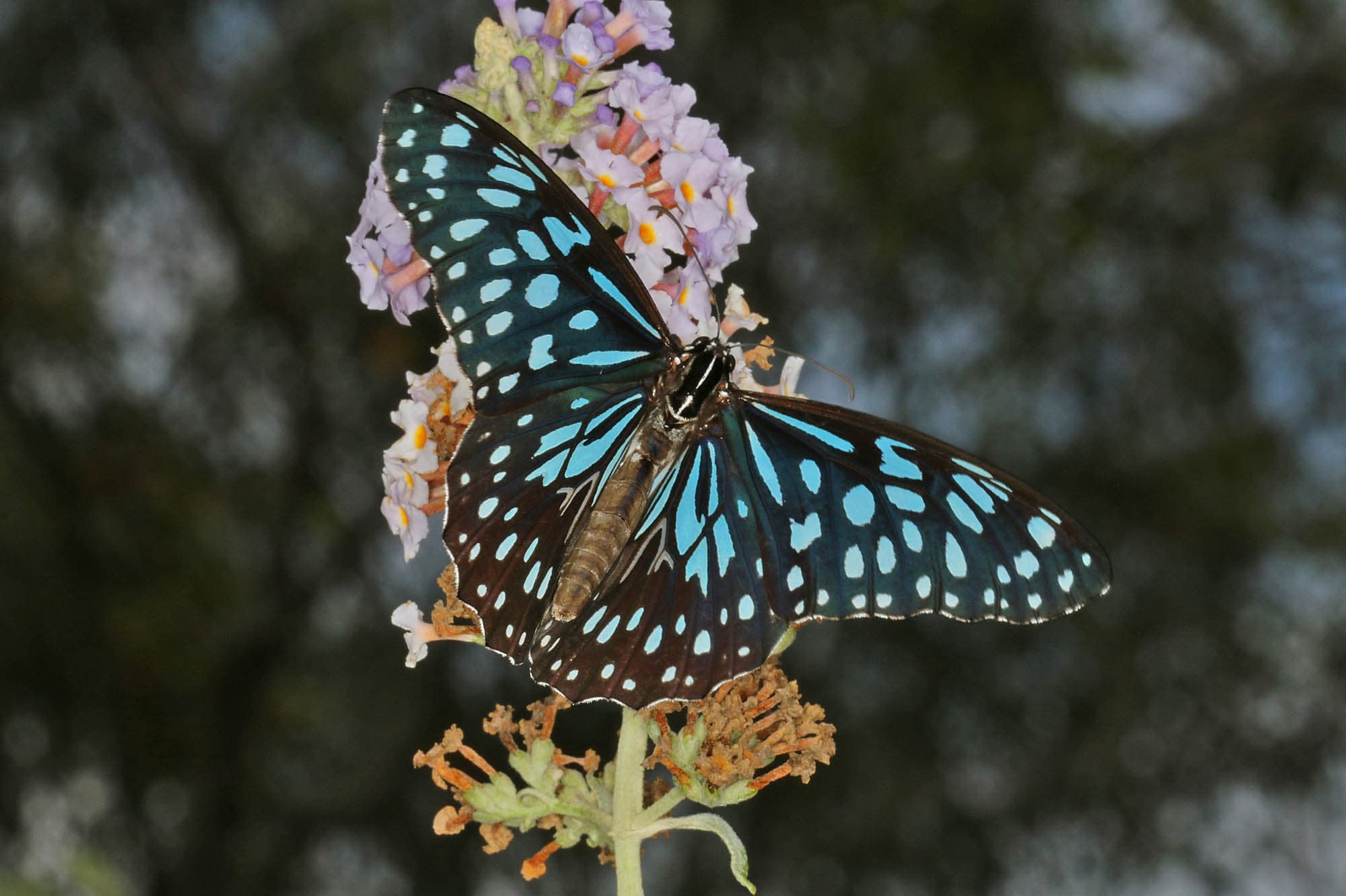 Tirumala hamata (Blue Tiger) – Ausemade