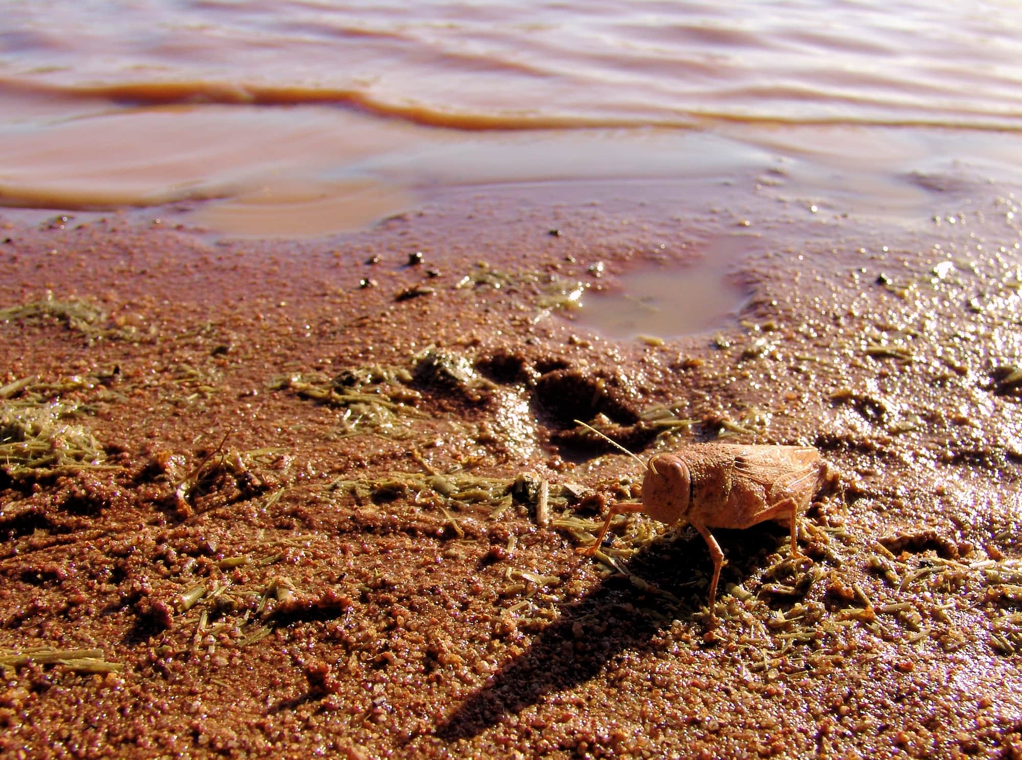 Toadhopper (Buforania crassa) – Ausemade