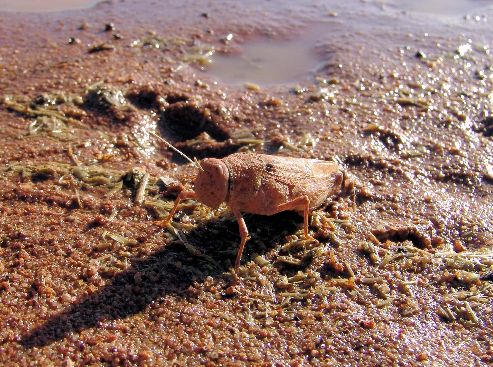 Toadhopper (Buforania crassa) – Ausemade
