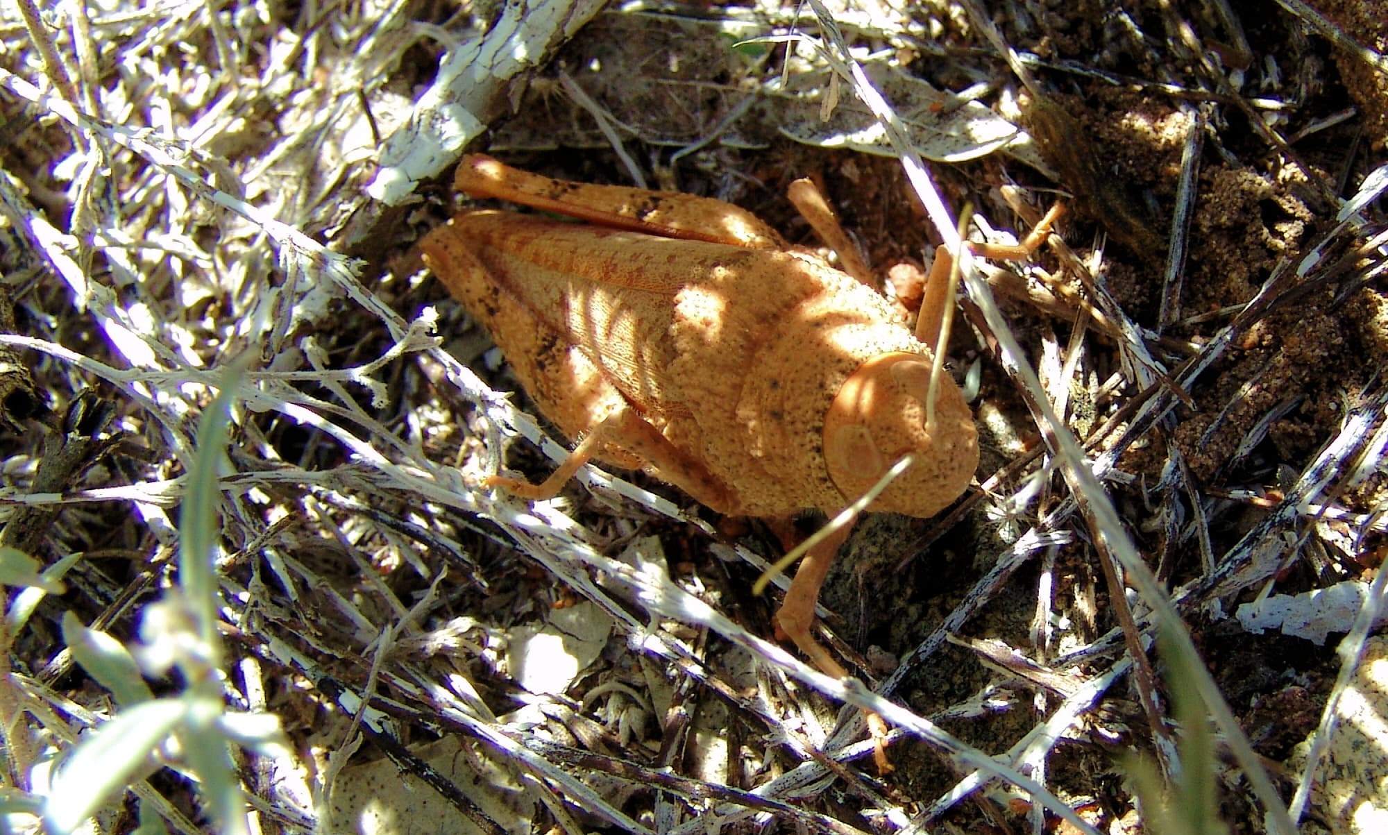 Orthopteroid – Ausemade