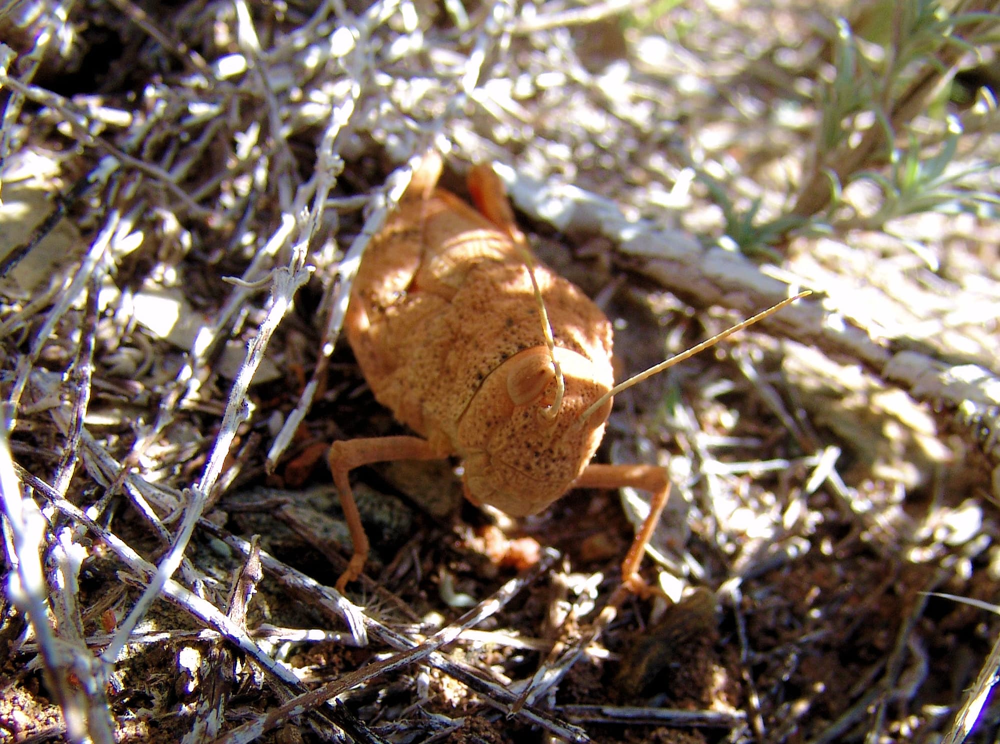 Toadhopper (Buforania crassa) – Ausemade