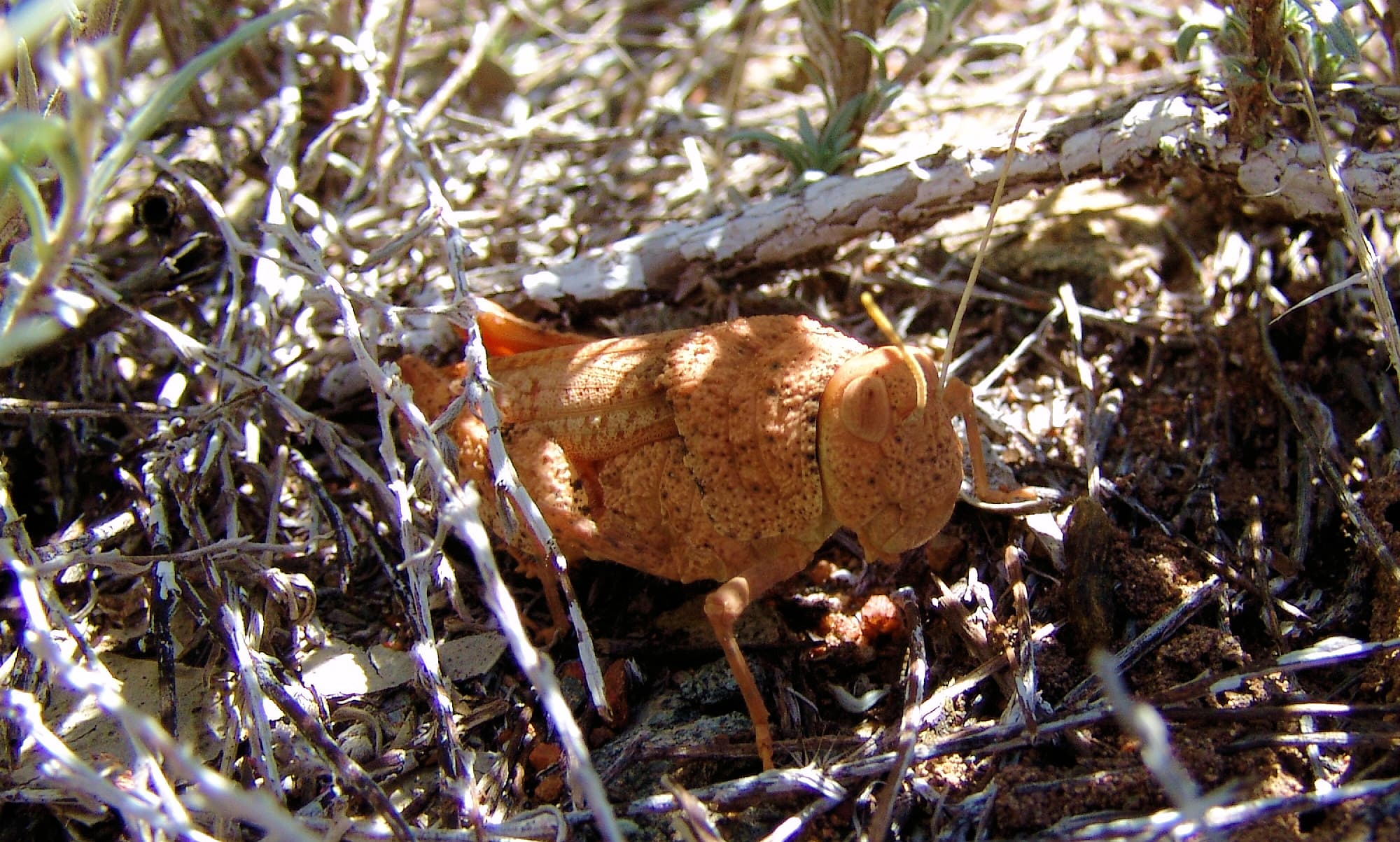 Grasshoppers – Ausemade