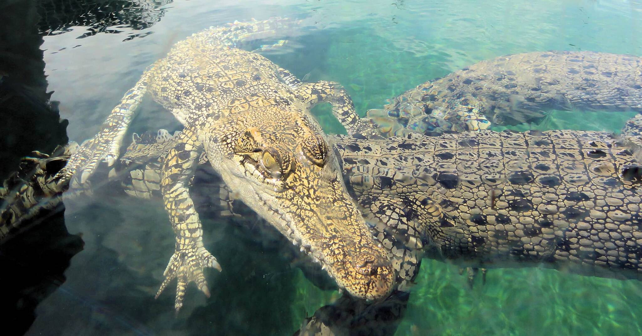 Northern Territory Fauna – Ausemade