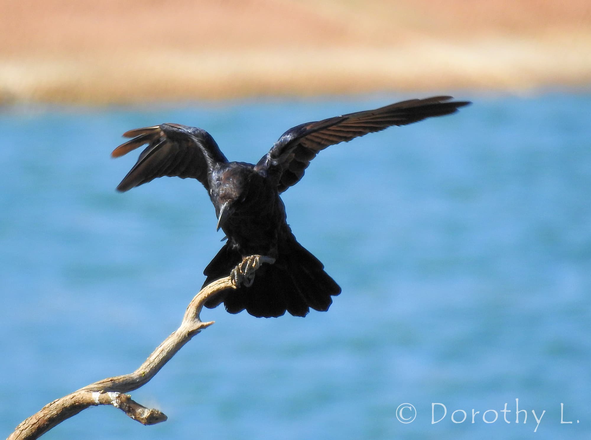 Torresian Crow – Ausemade