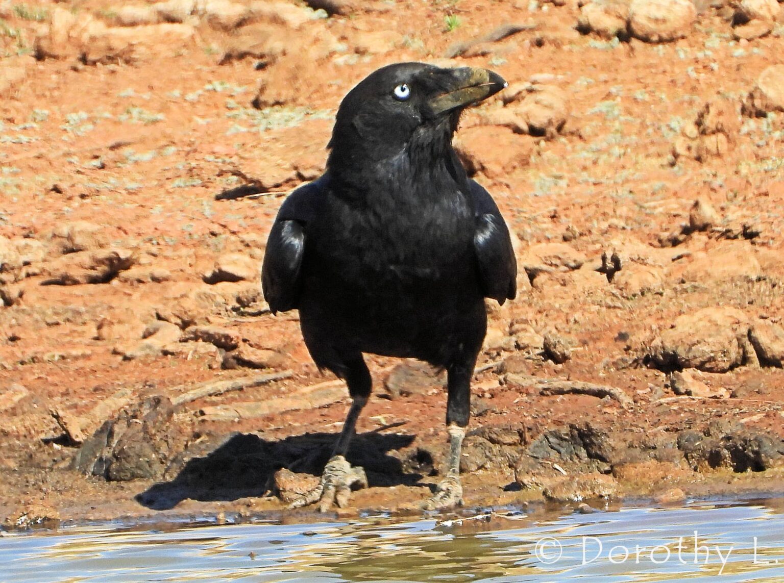 Torresian Crow – Ausemade