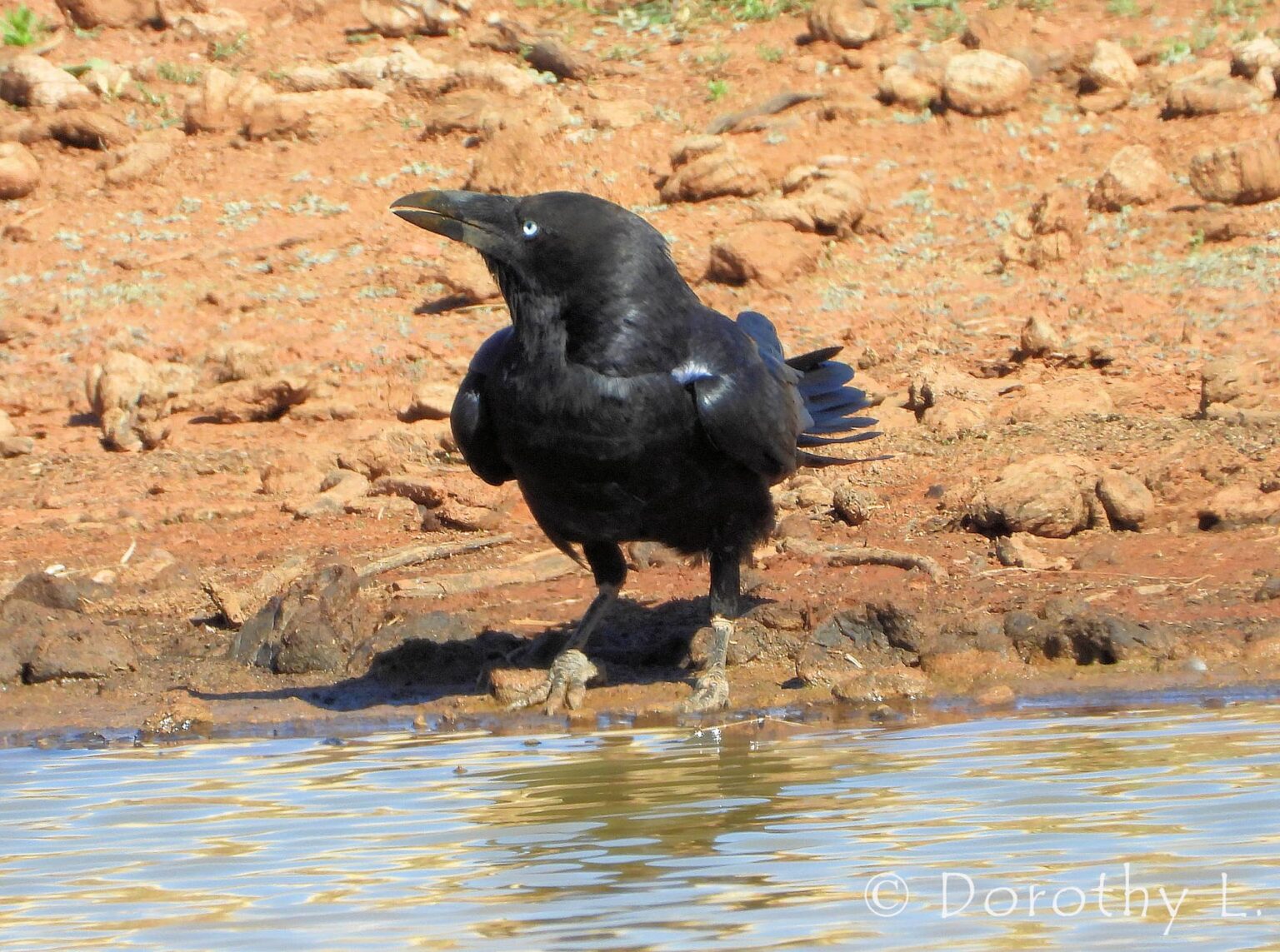 Torresian Crow – Ausemade