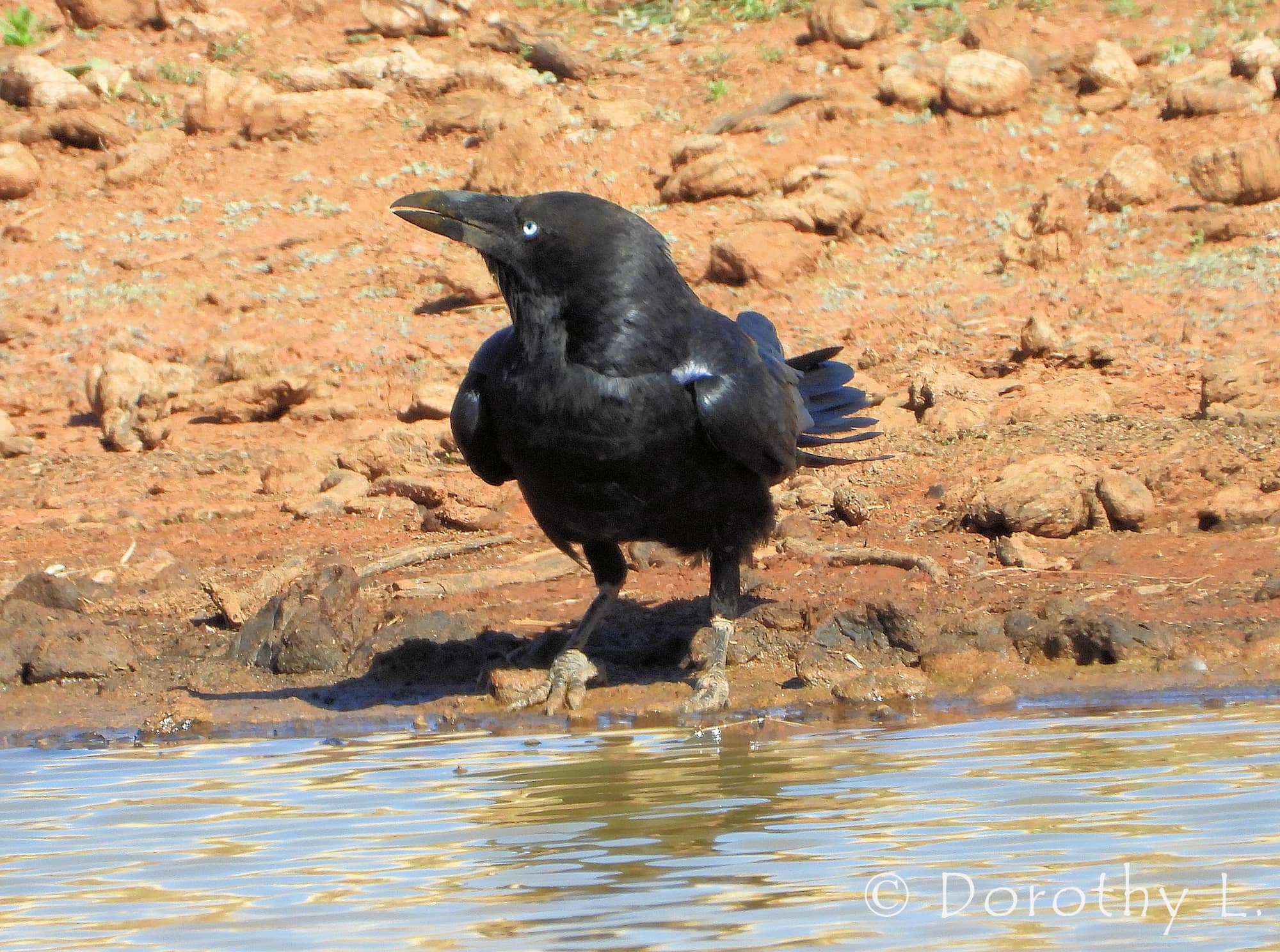 Torresian Crow – Ausemade