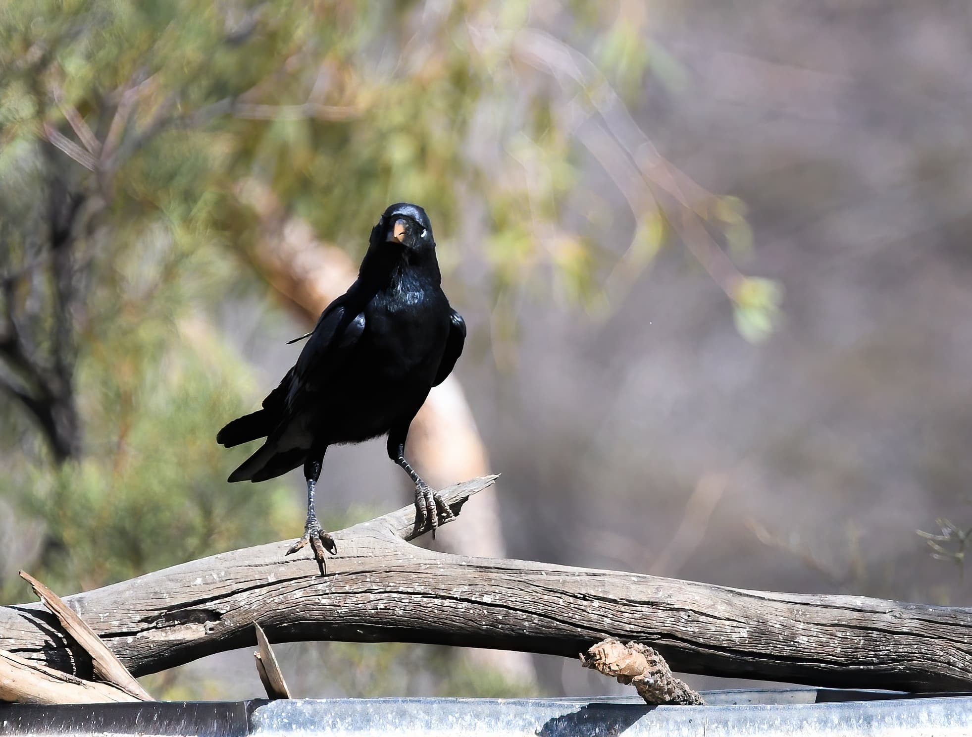 Torresian Crow (Corvus orru) – Ausemade