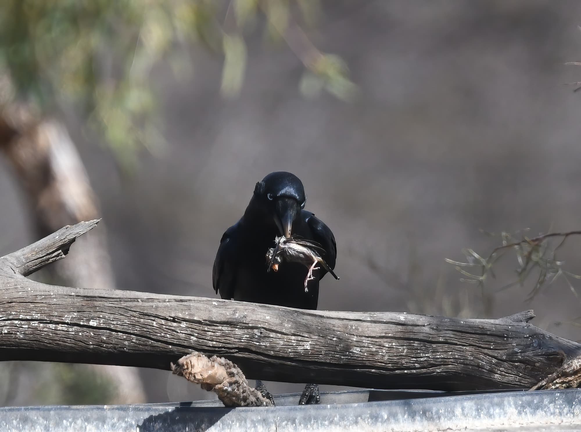 Torresian Crow (Corvus orru) – Ausemade