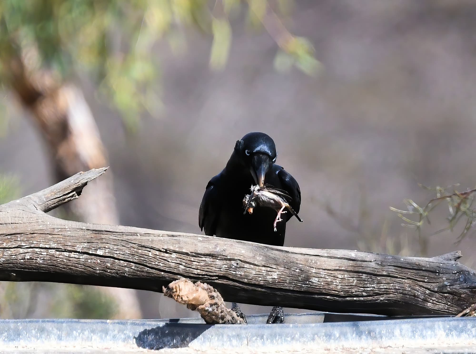 Torresian Crow (Corvus orru) – Ausemade