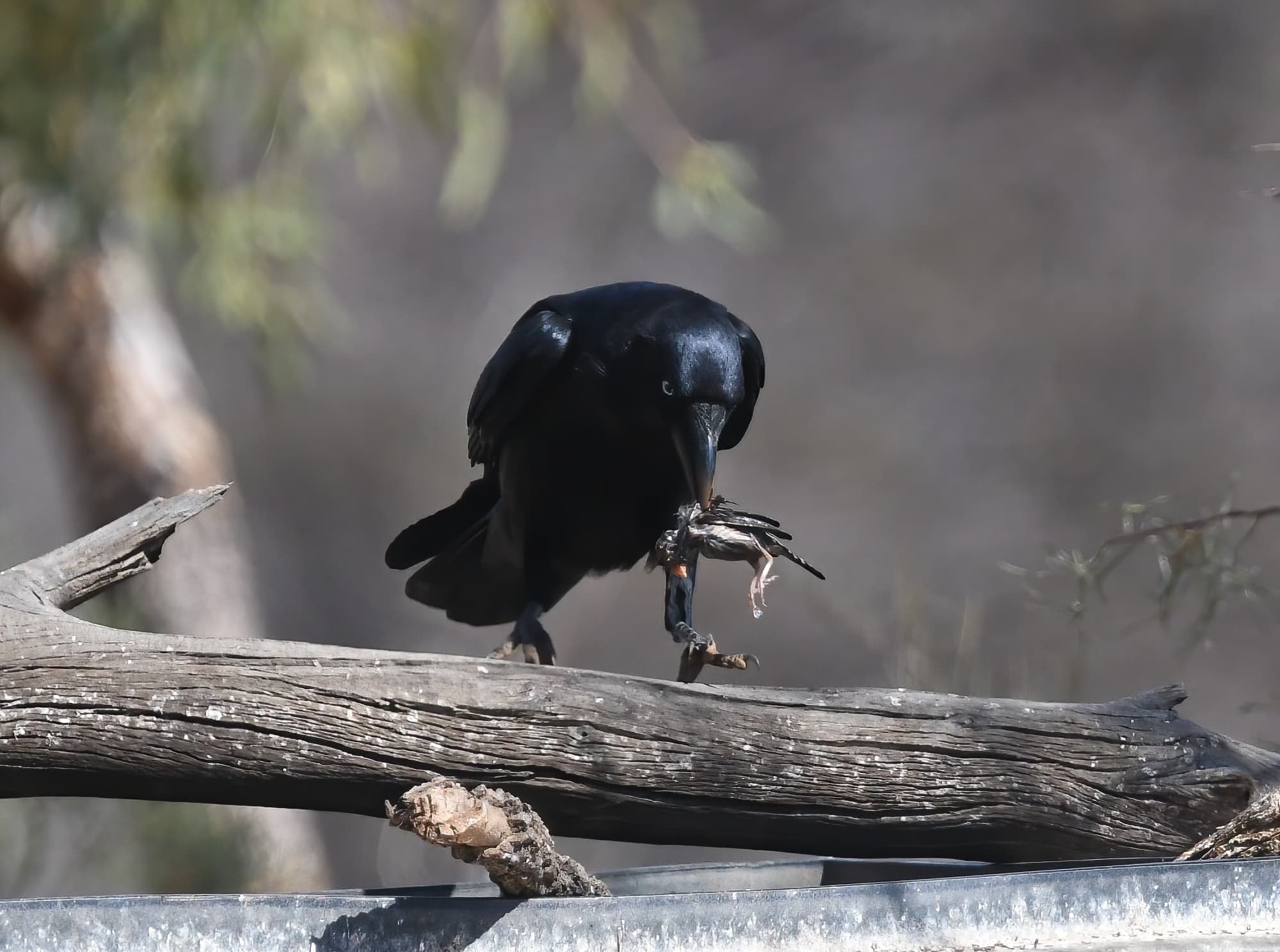Torresian Crow (Corvus orru) – Ausemade