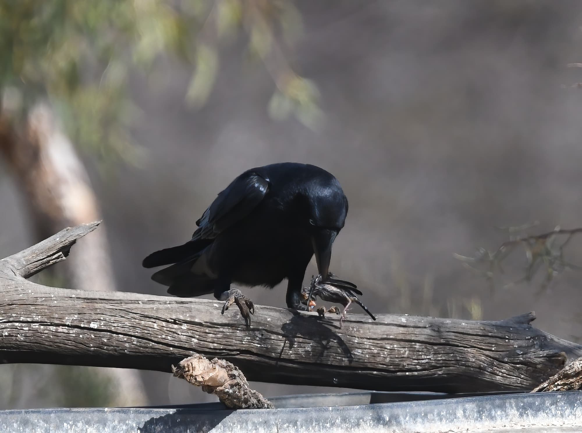 Torresian Crow (Corvus orru) – Ausemade