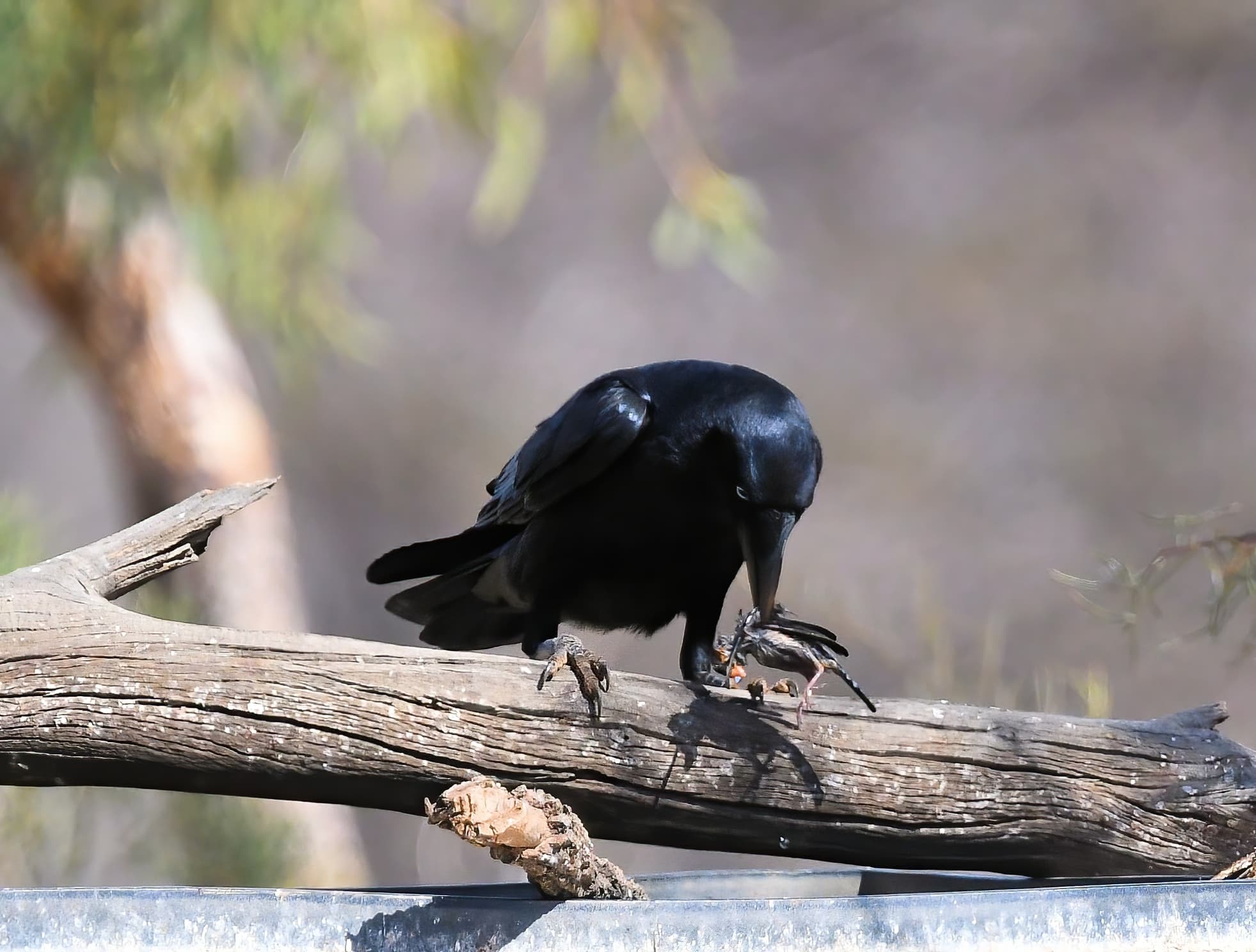 Torresian Crow (Corvus orru) – Ausemade