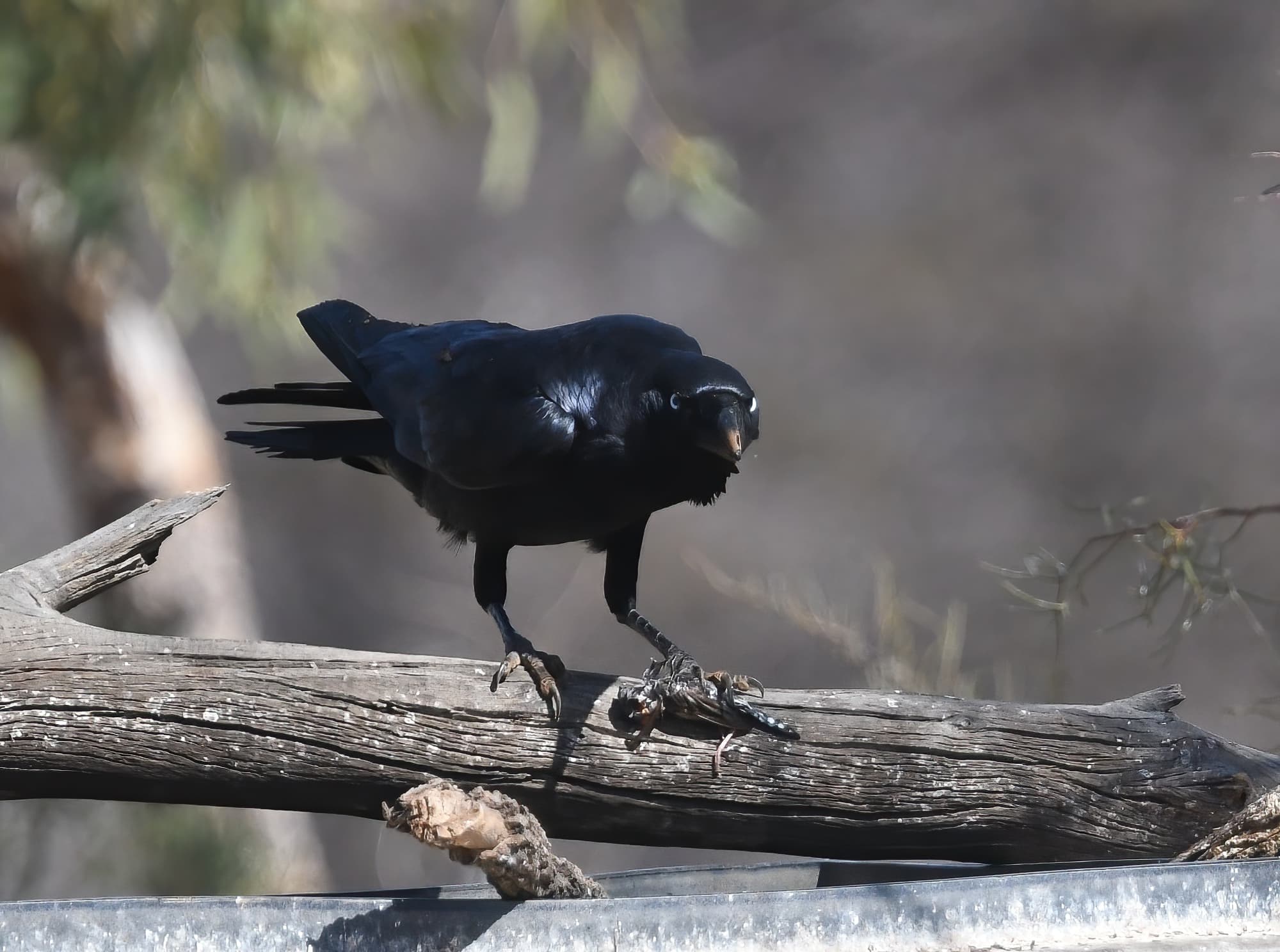 Torresian Crow (Corvus orru) – Ausemade
