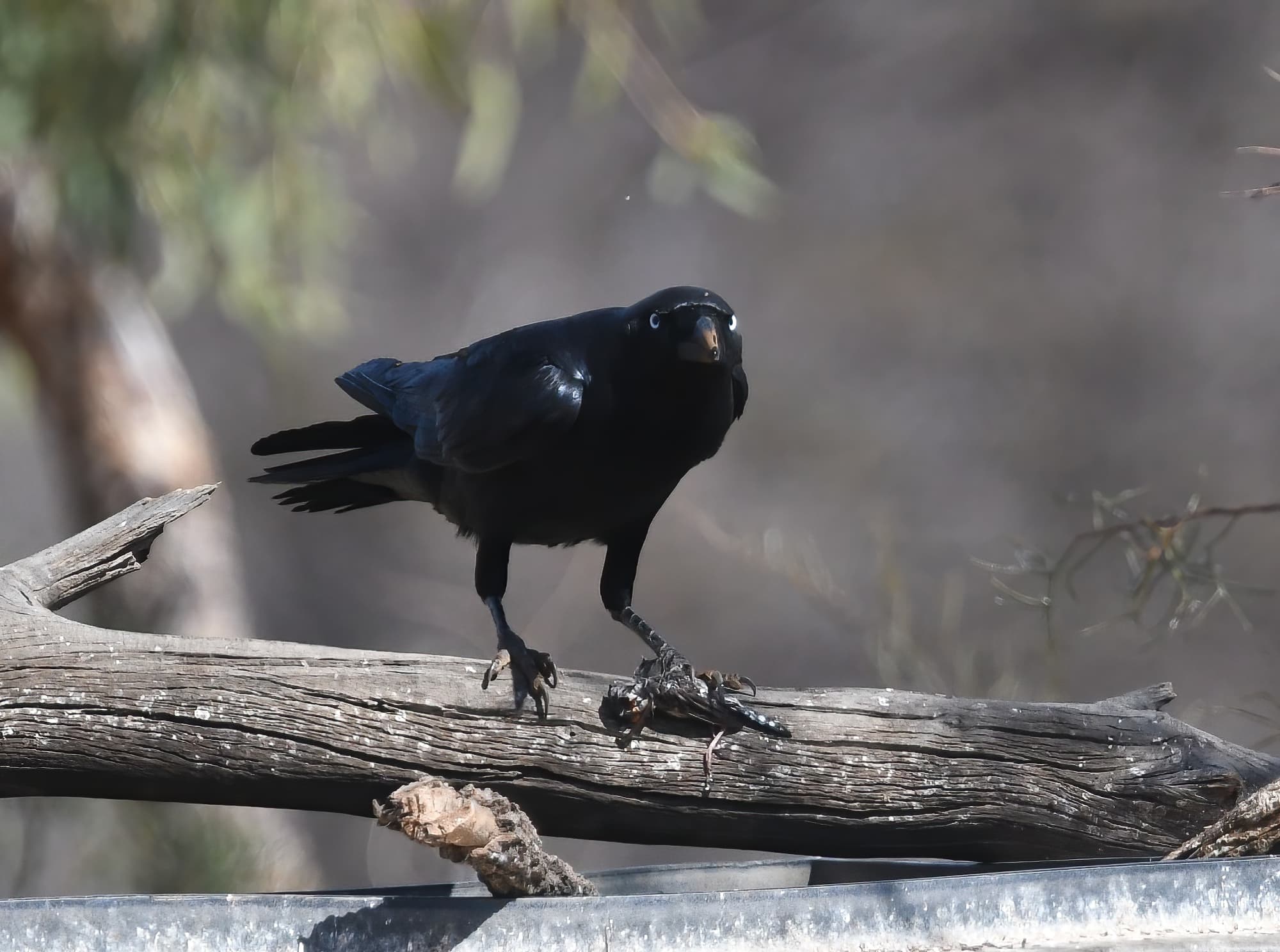 Torresian Crow (Corvus orru) – Ausemade