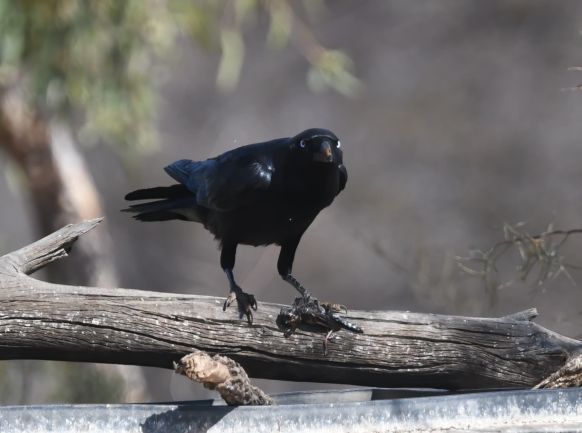 Torresian Crow (Corvus orru) – Ausemade