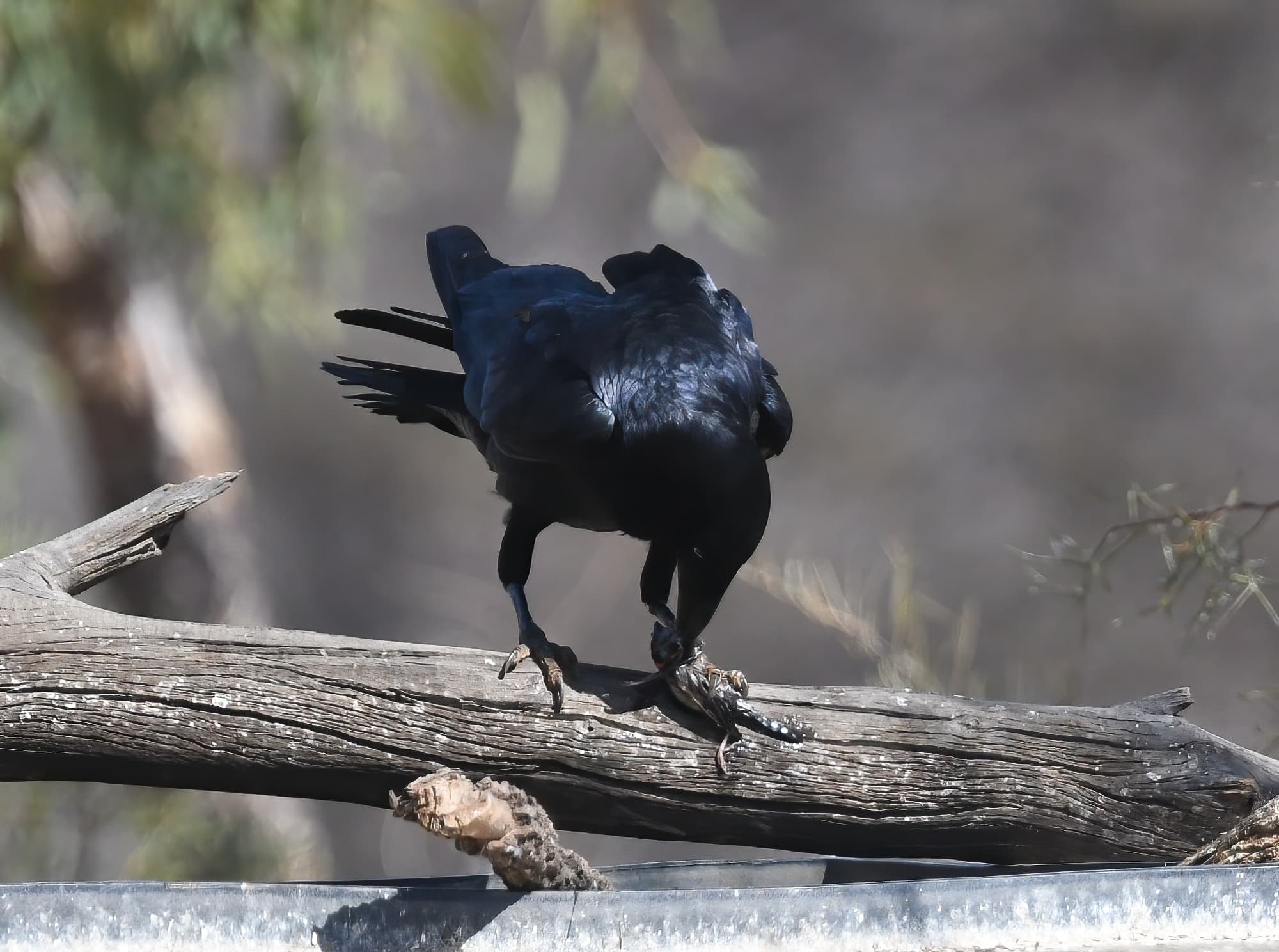 Torresian Crow (Corvus orru) – Ausemade