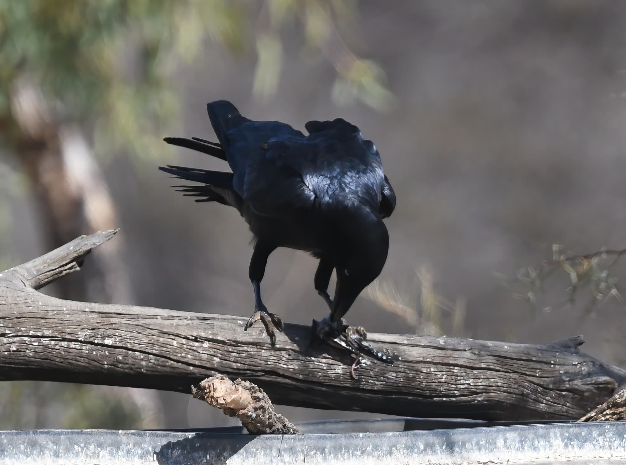 Torresian Crow (Corvus orru) – Ausemade