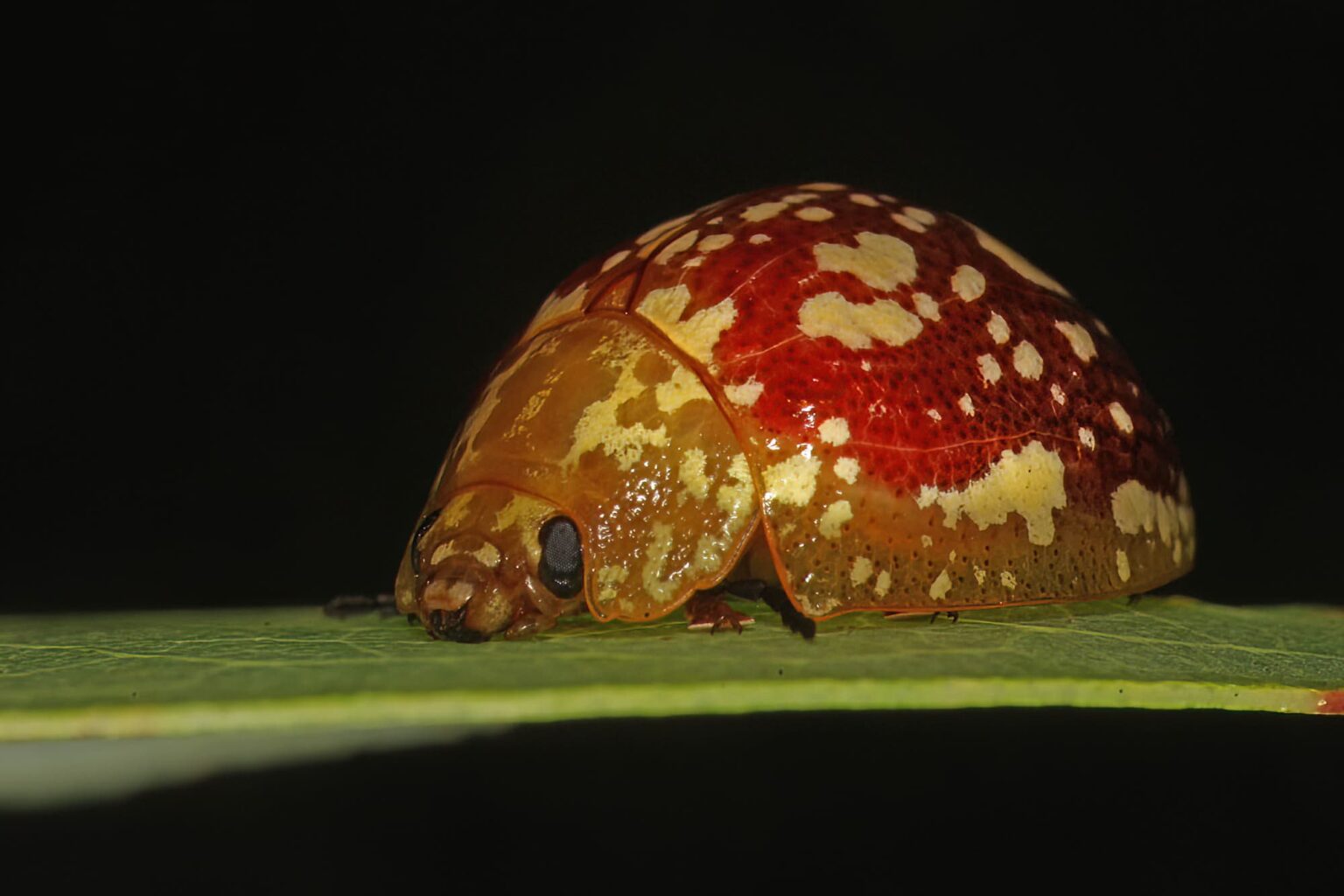 Paropsis maculata – Ausemade