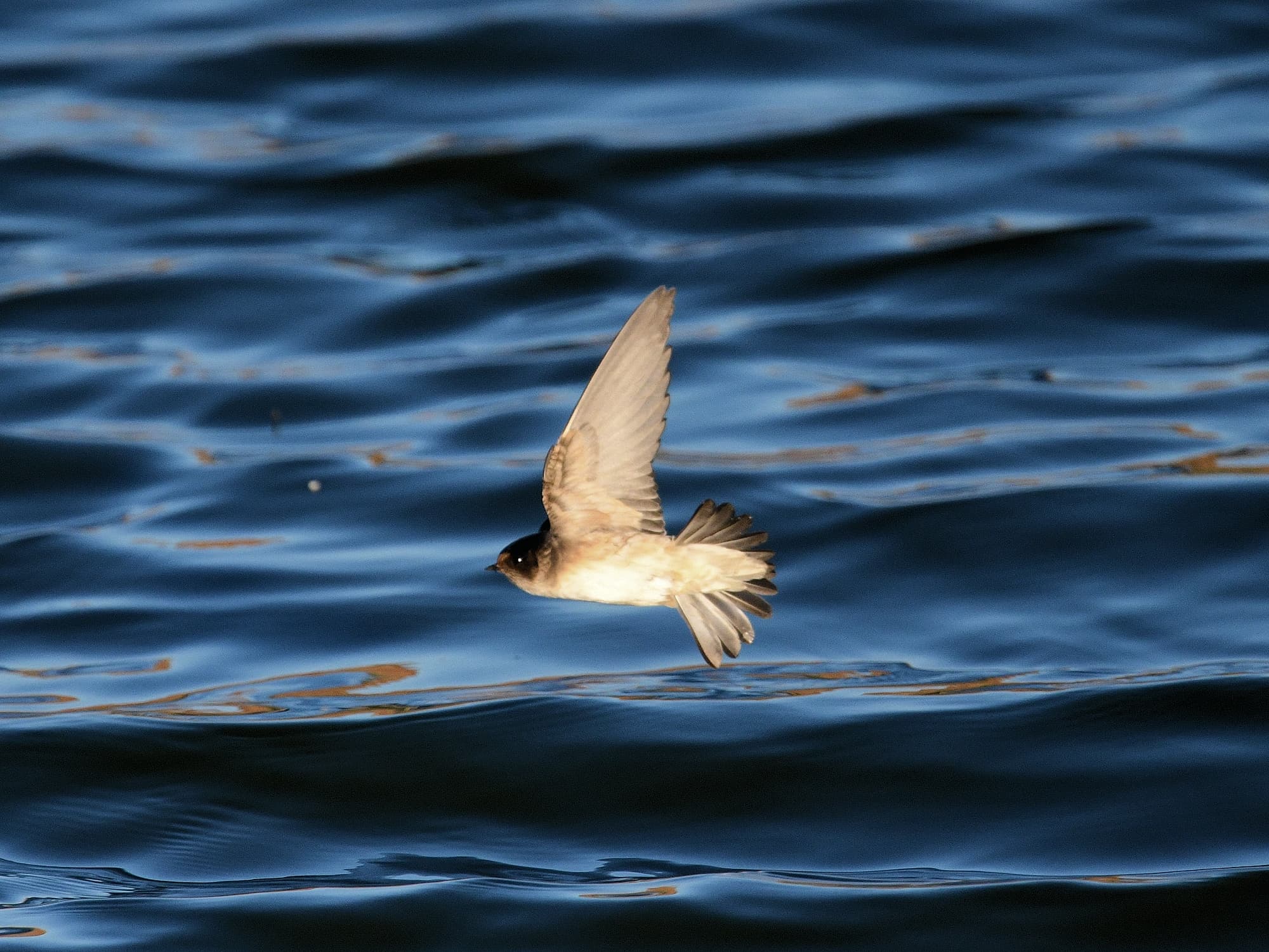 Tree Martin at the Ponds – Ausemade