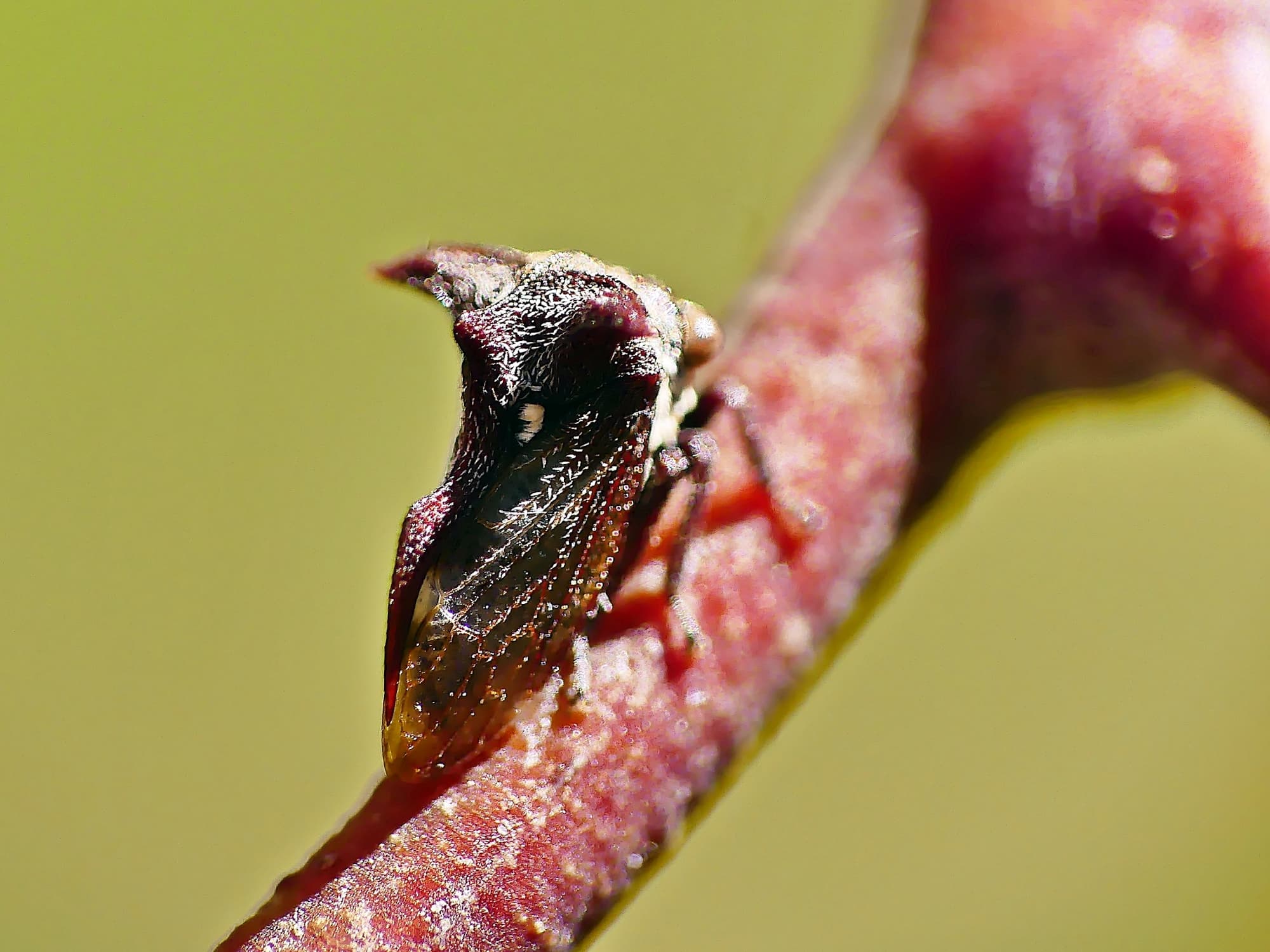 Acanthuchus trispinifer – Ausemade