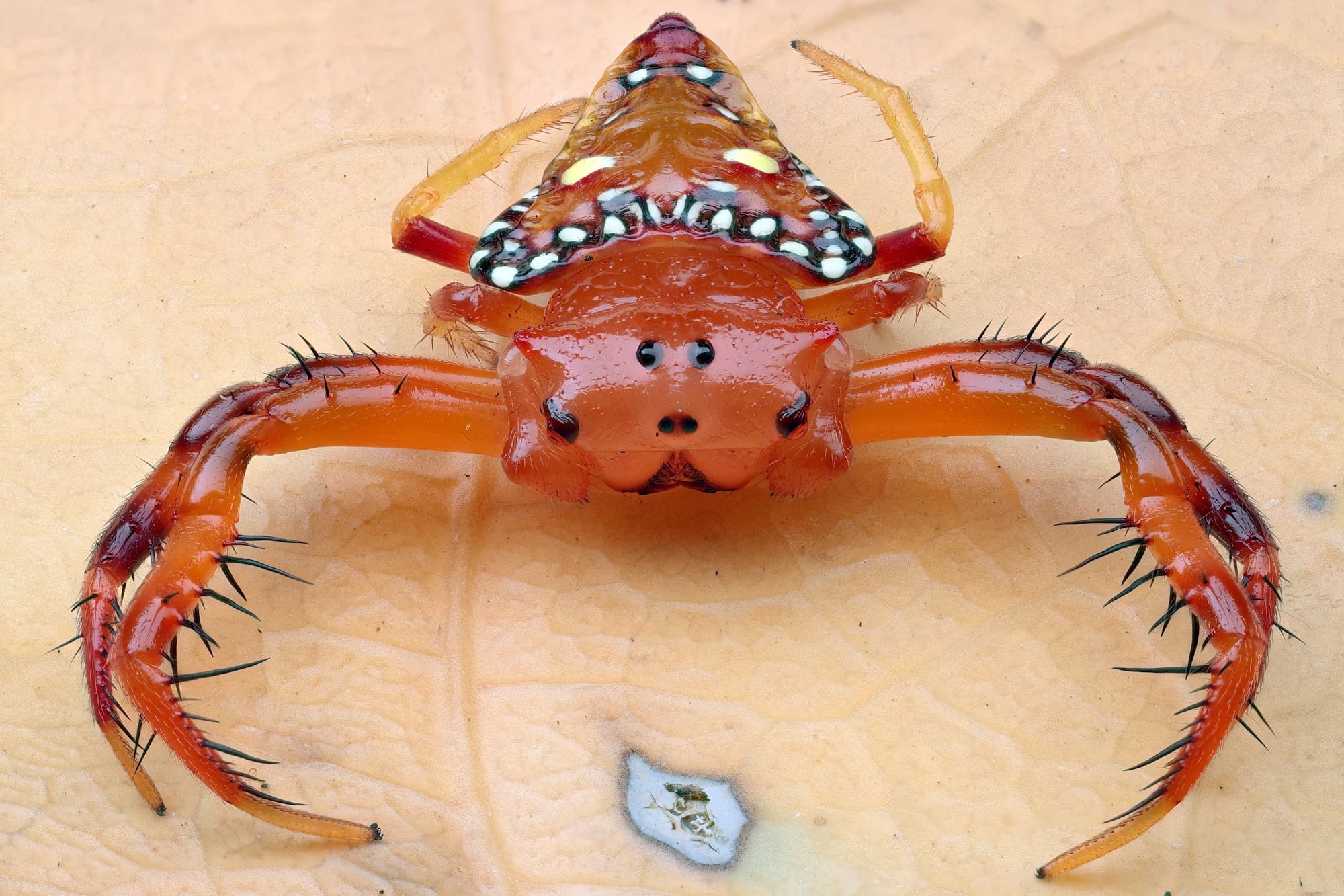 Arkys lancearius (Triangular Spider) – Ausemade