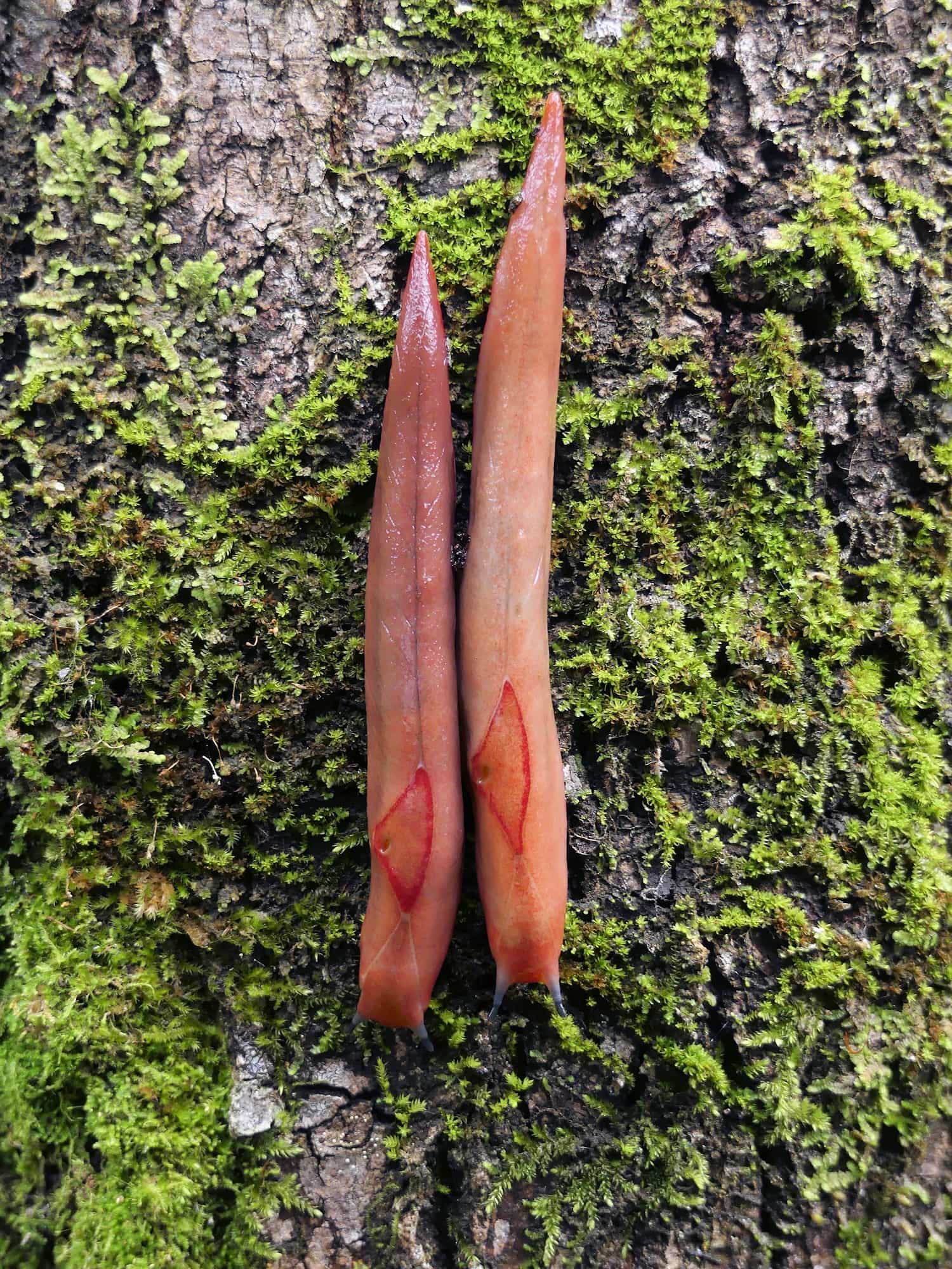 Red Triangle Slug (Triboniophorus graeffei) – Ausemade