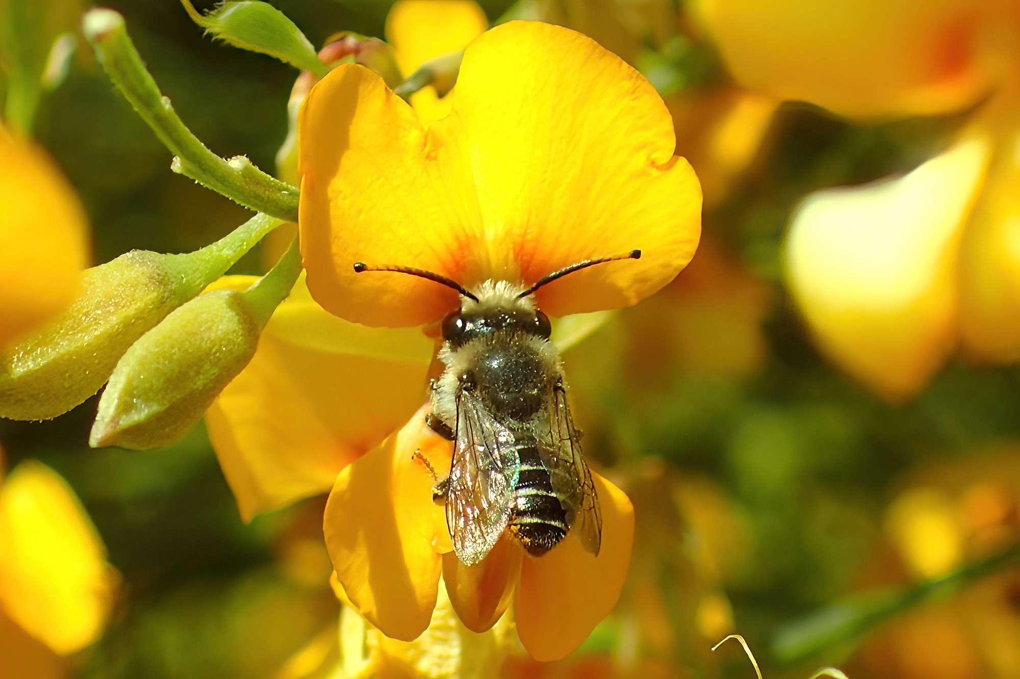 Bees Antenna – Ausemade