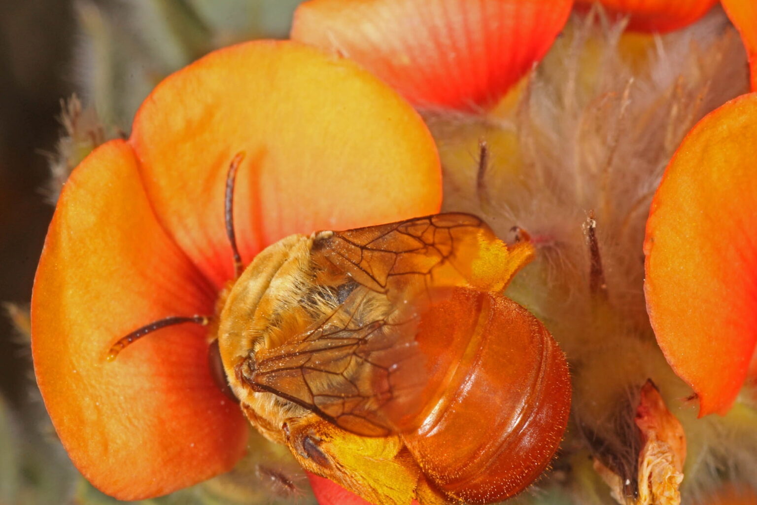 Urodon dasyphylla – Ausemade